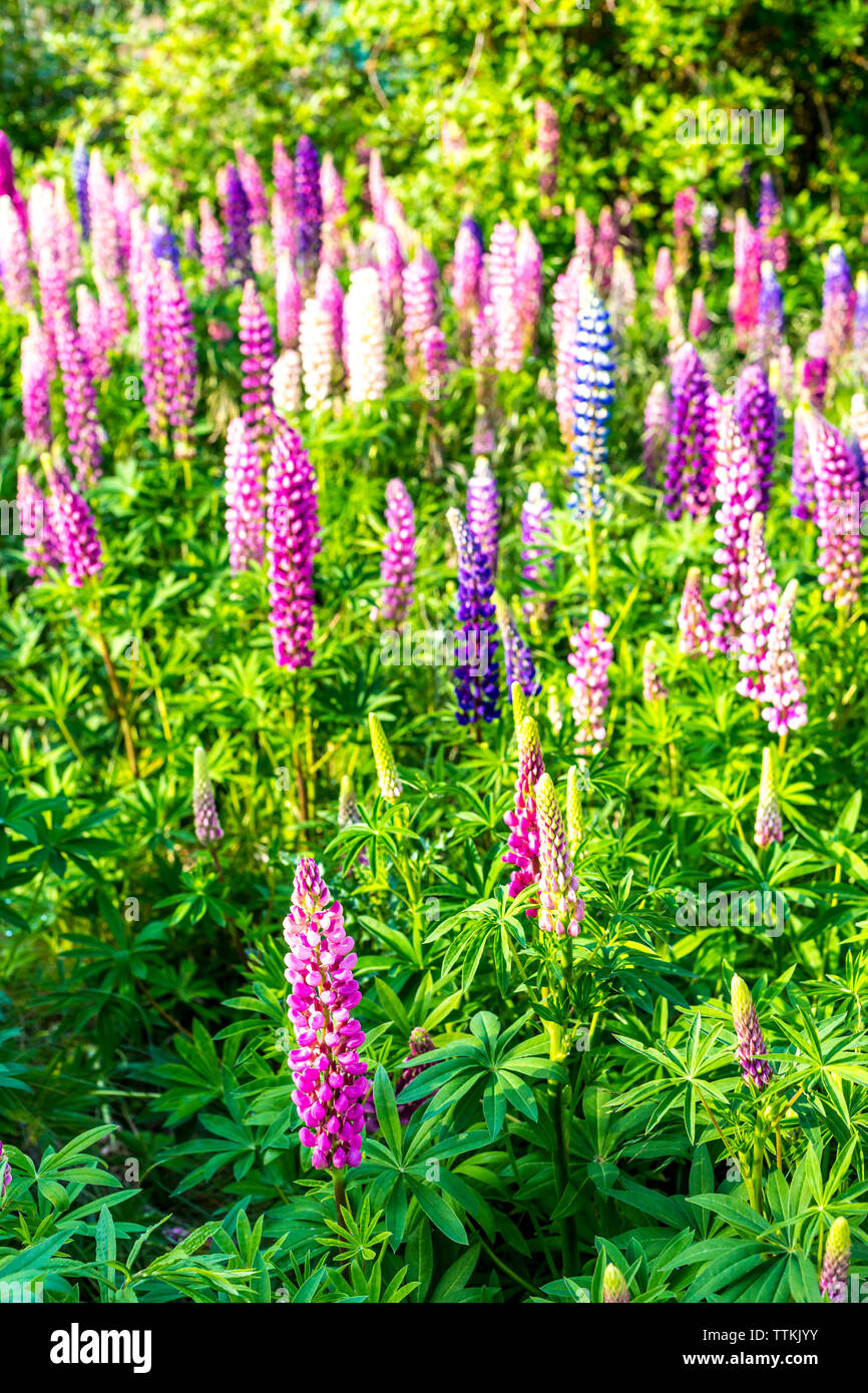 Purple lupins perennials hi-res stock photography and images - Alamy