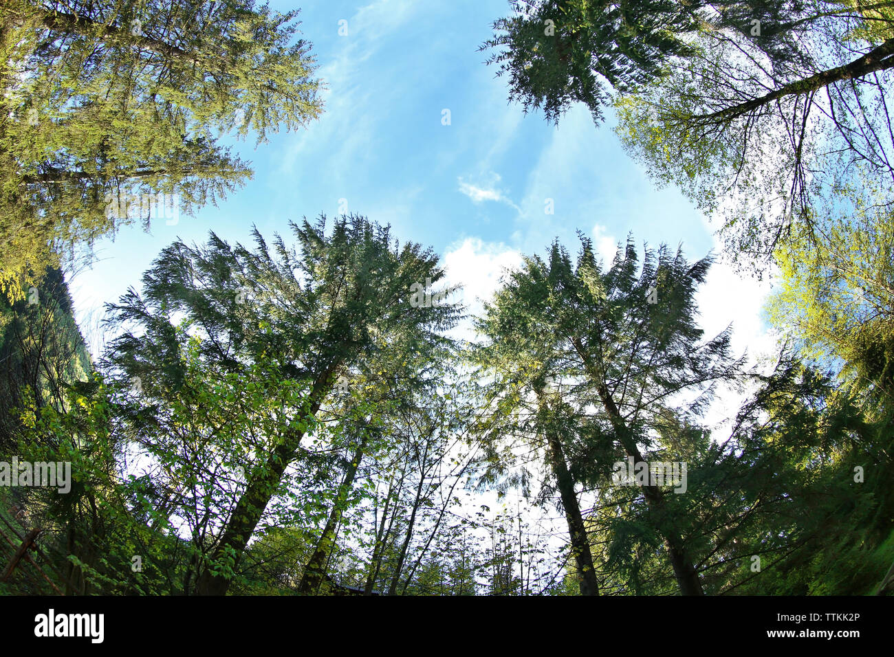 Tops of trees in the mountain forest Stock Photo - Alamy