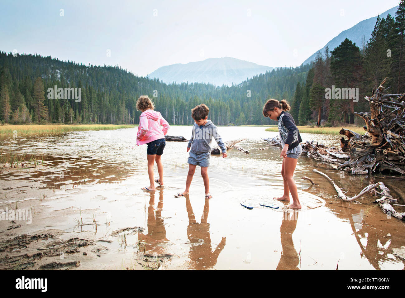 Old trees in standing water hi-res stock photography and images - Alamy