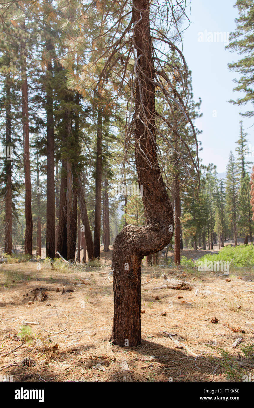 Forest mammoth trees hi-res stock photography and images - Alamy