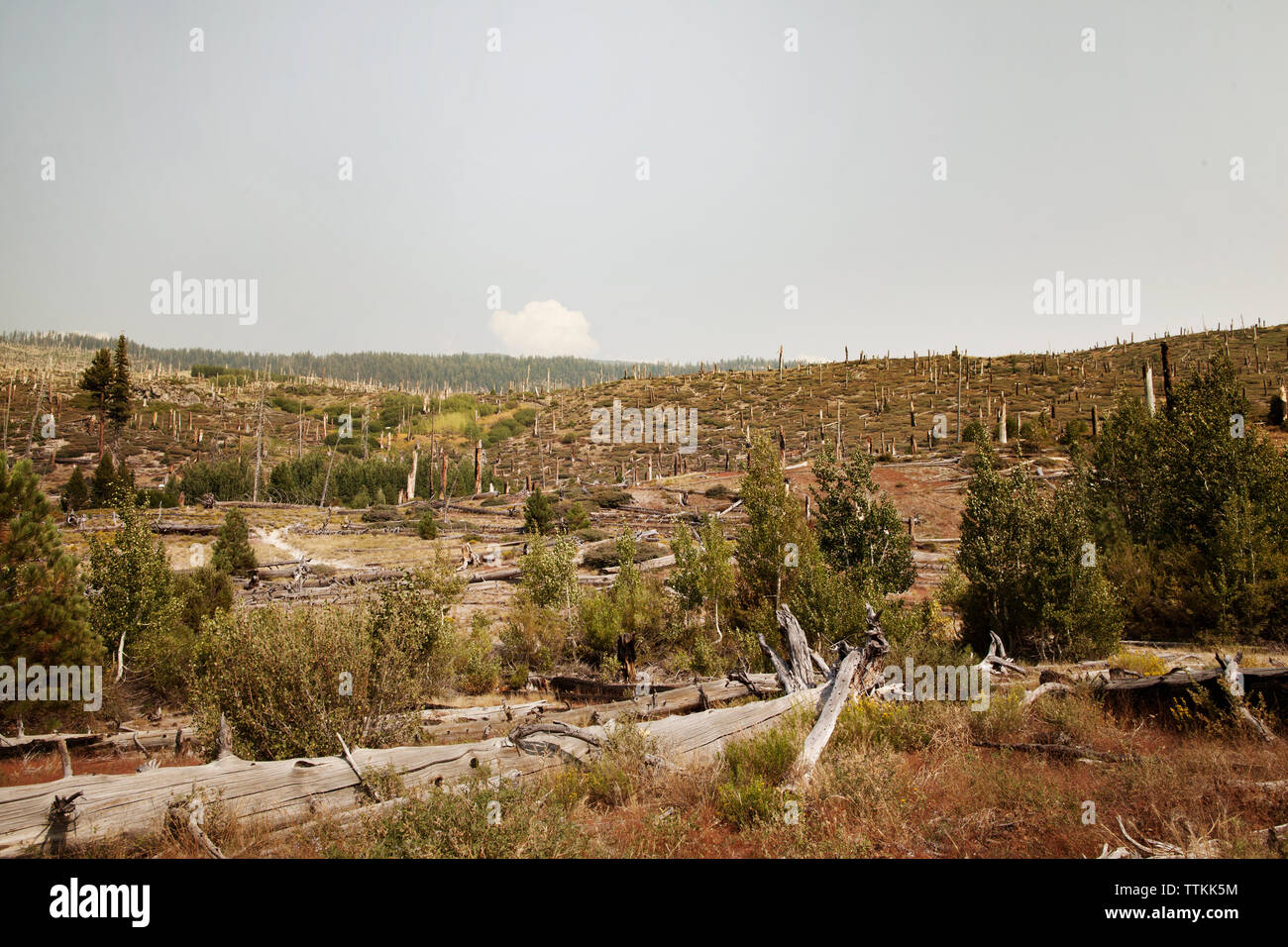 Tree stumps on field against sky Stock Photo - Alamy