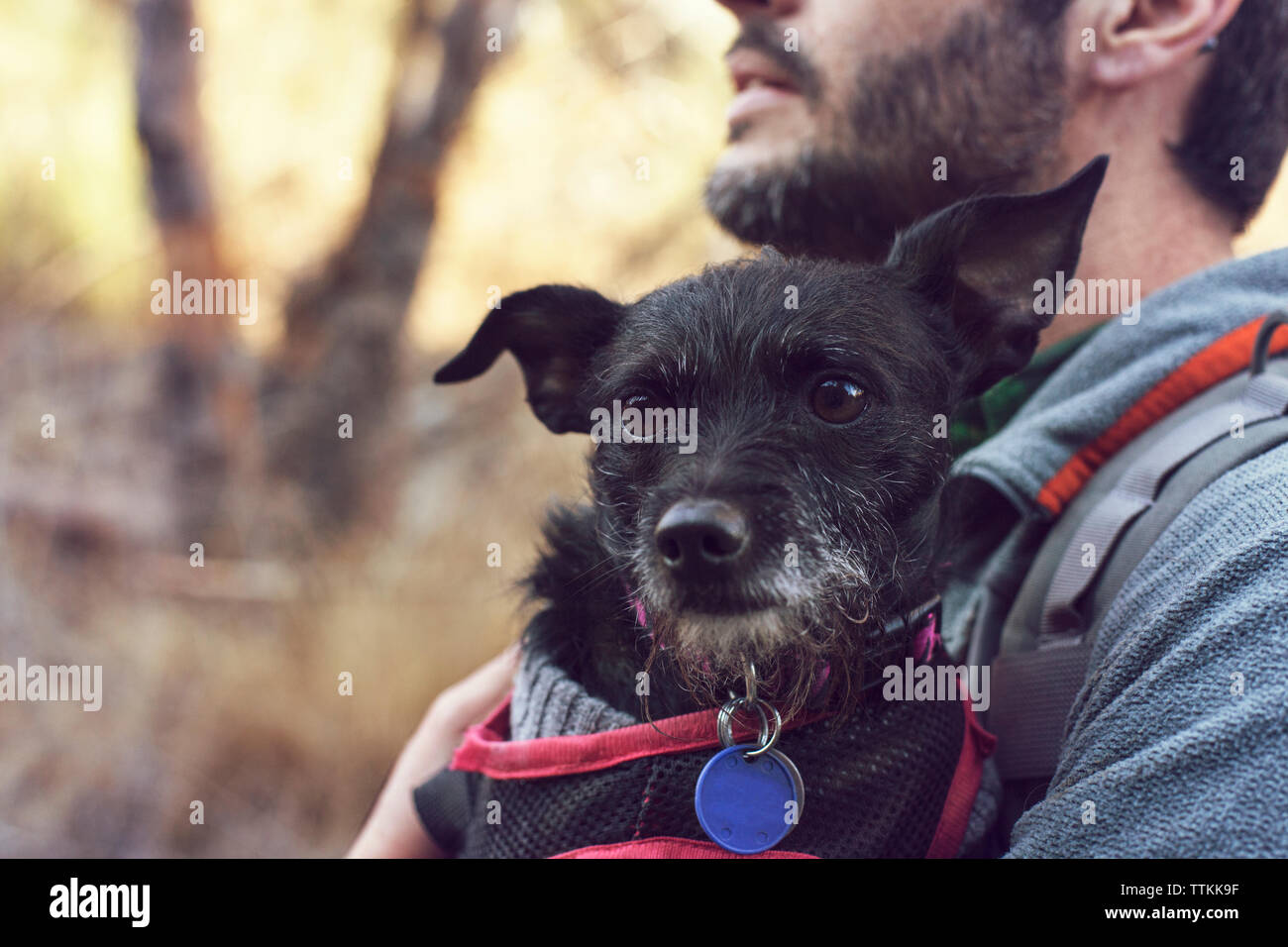 Person holding dog collar hi-res stock photography and images - Alamy