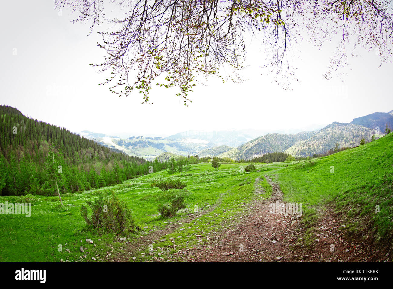 Spring forest on mountain slopes Stock Photo - Alamy