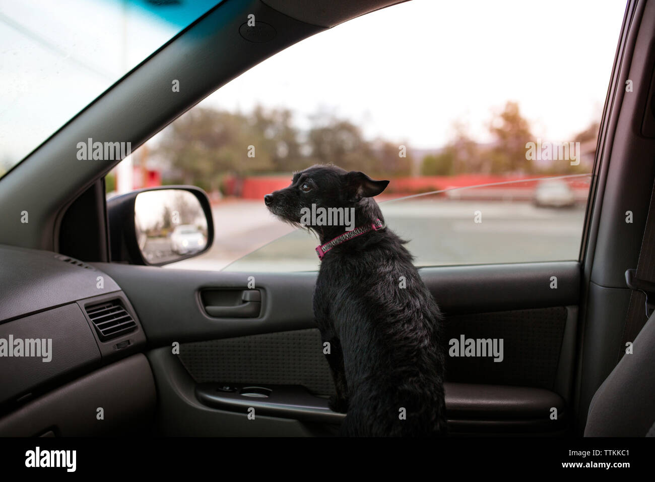 Rear view of dog sitting in car Stock Photo - Alamy
