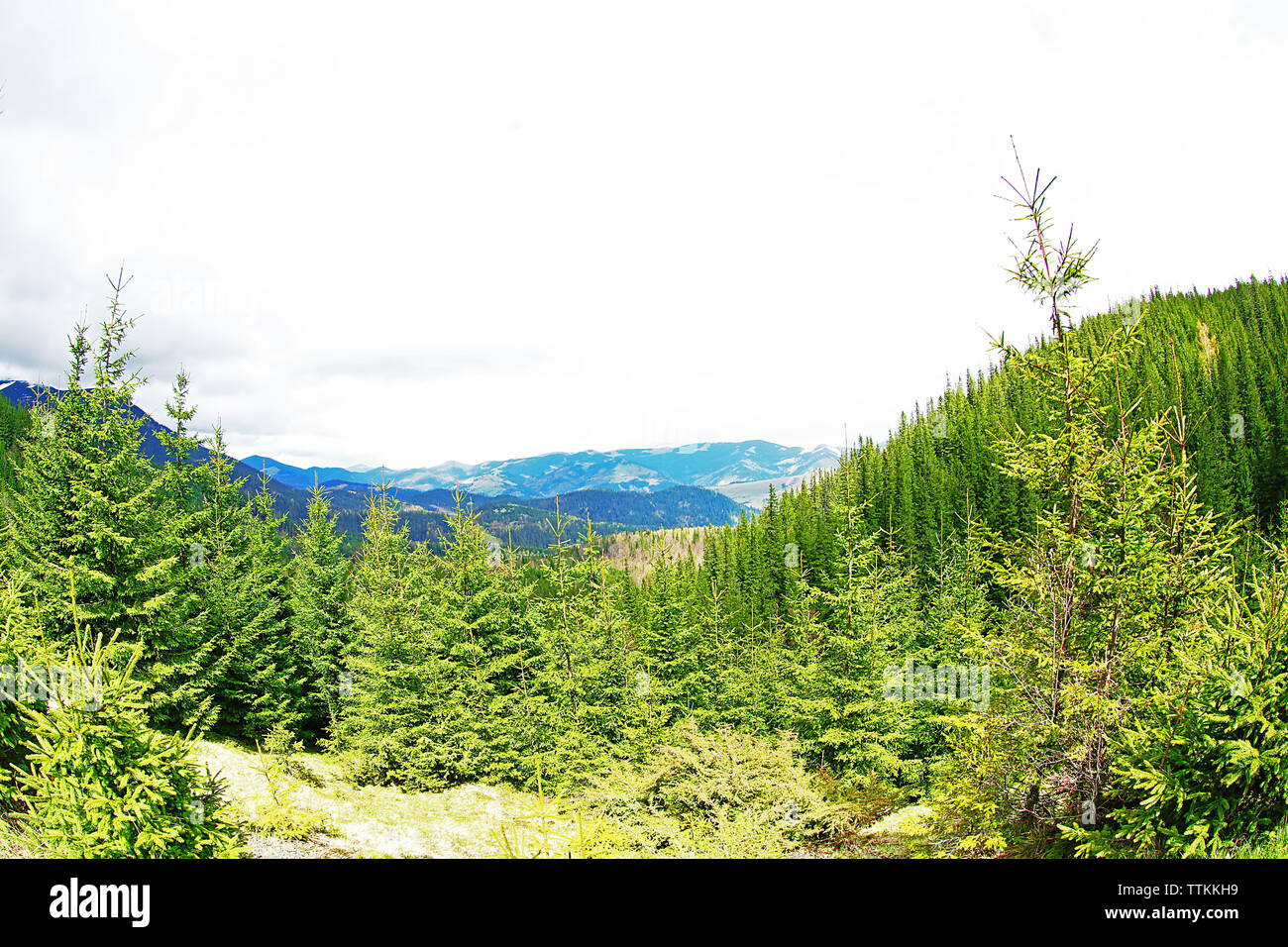 Spring forest on mountain slopes Stock Photo - Alamy
