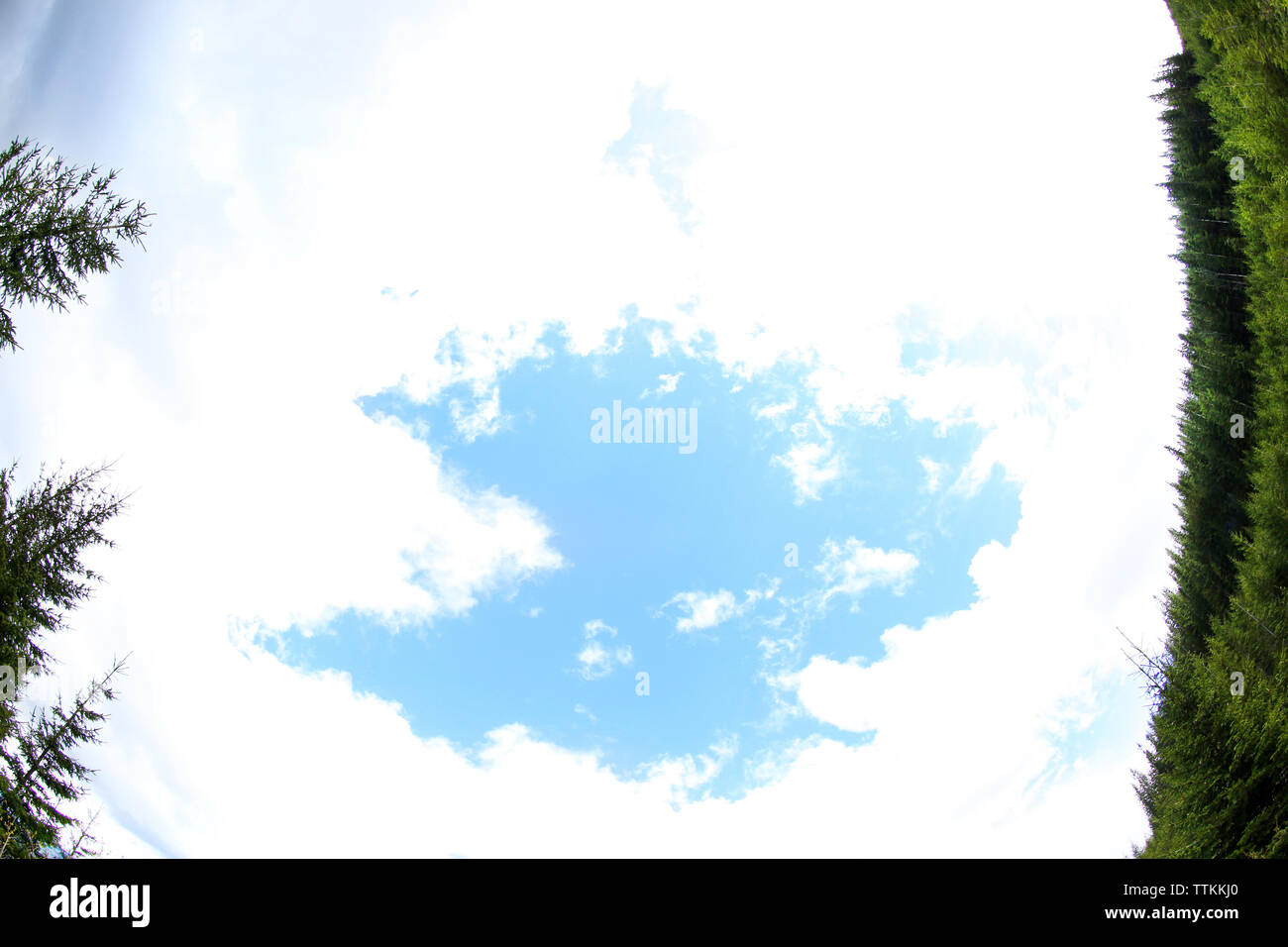 Blue sky and tree tops background Stock Photo - Alamy