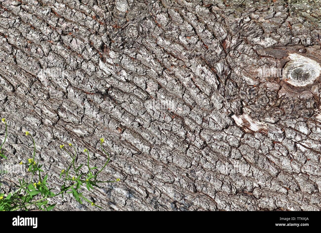 Close up view on beautifully detailed tree bark of oaks and other trees ...