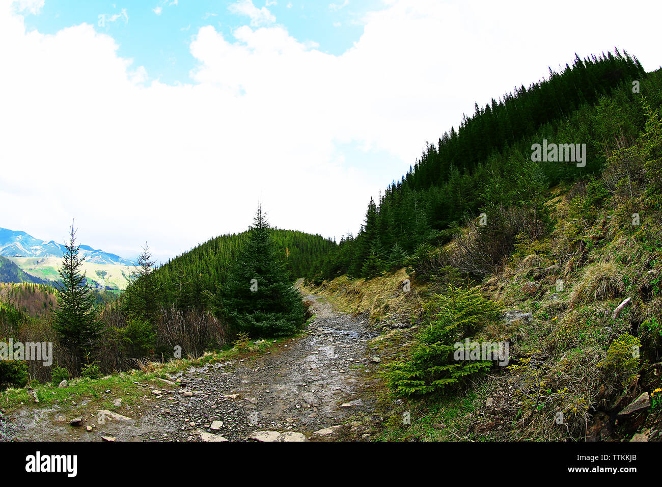 Spring forest on mountain slopes Stock Photo - Alamy