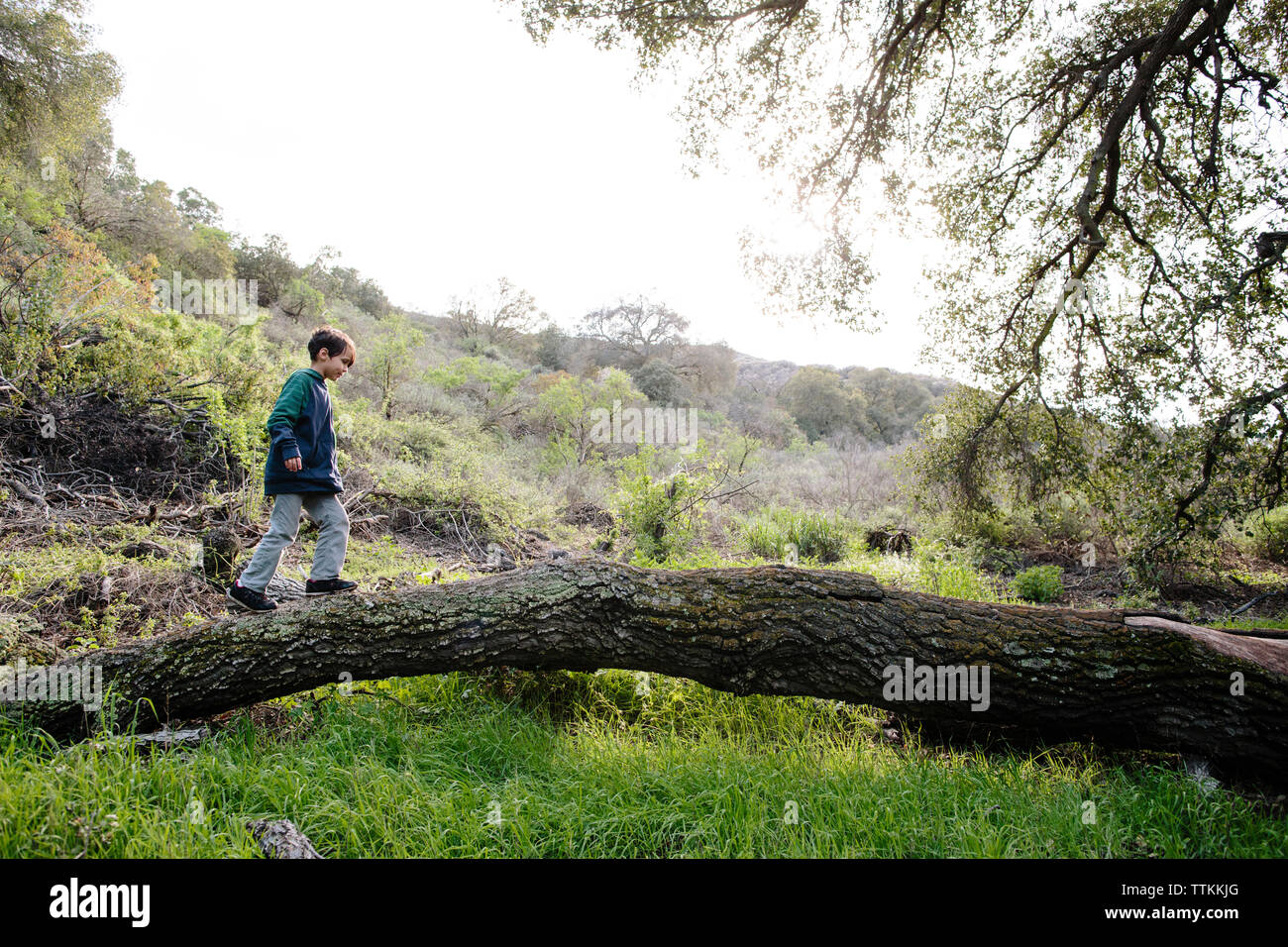 Walking tree hi-res stock photography and images - Alamy