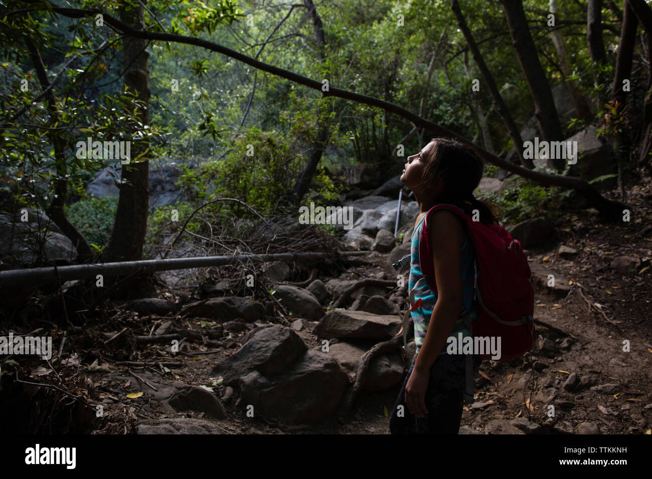 Person standing in forest profile hi-res stock photography and images ...