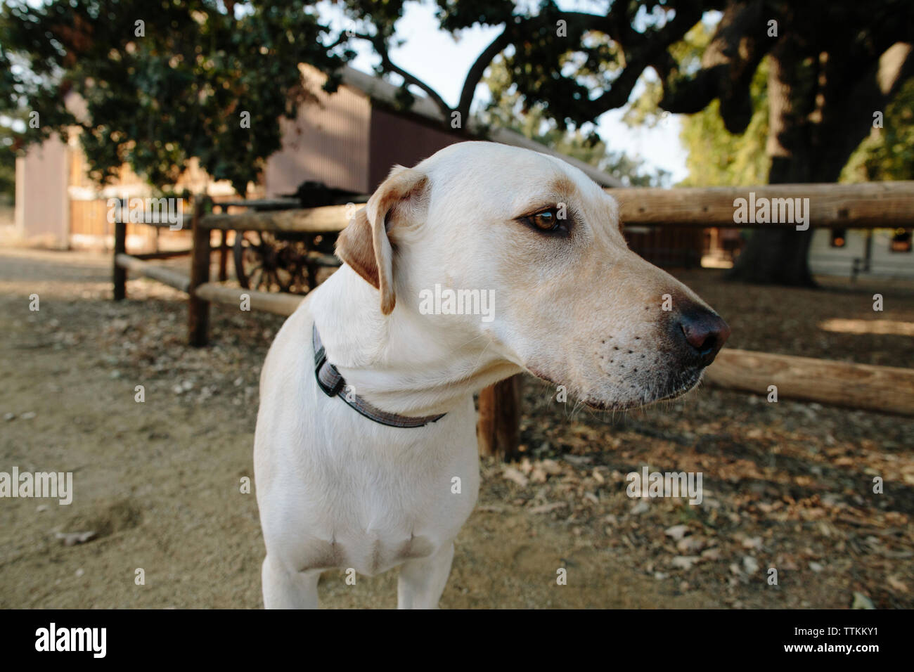 Dog farm hi-res stock photography and images - Alamy