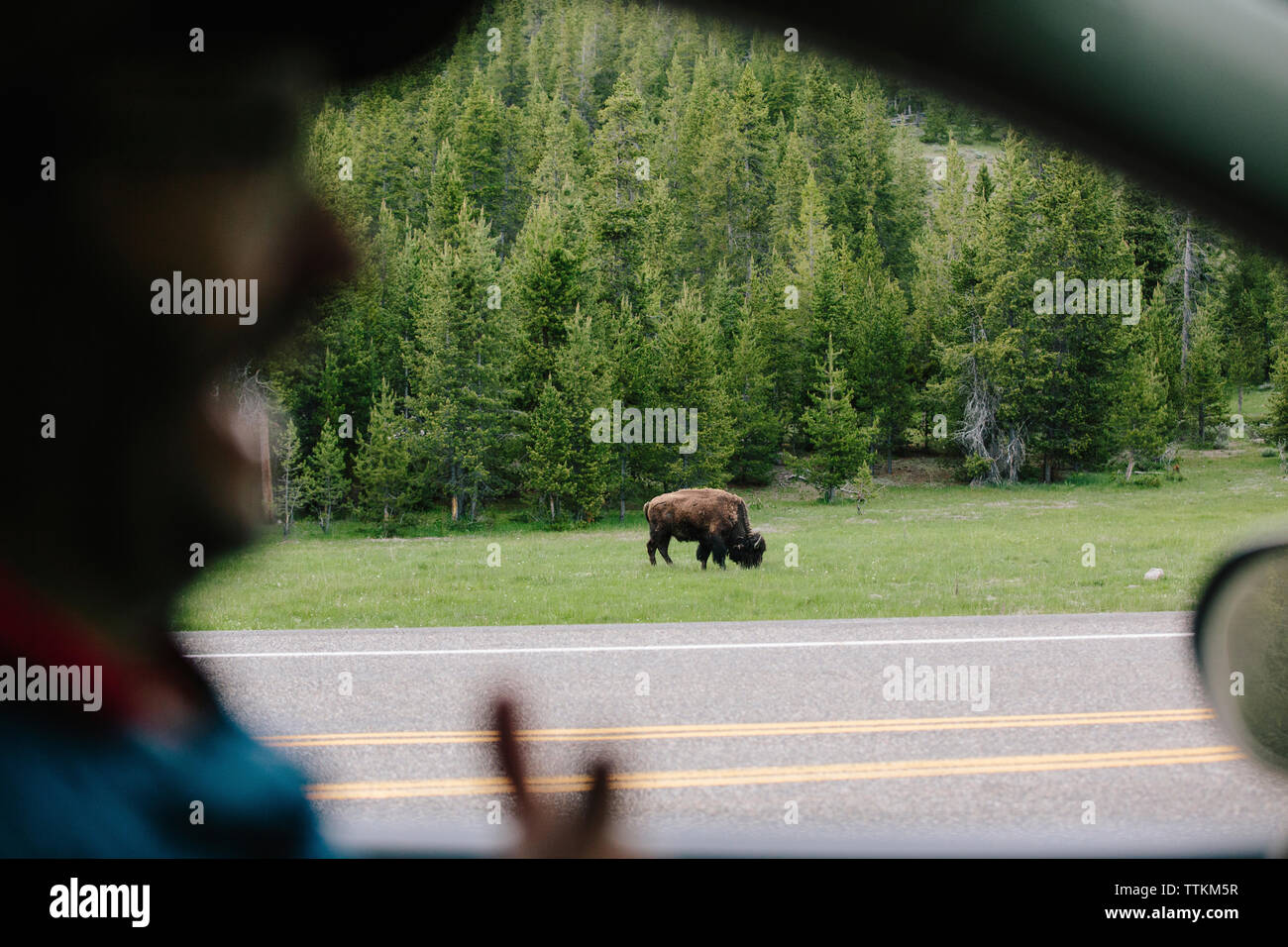 American bison seen through car window in forest Stock Photo - Alamy