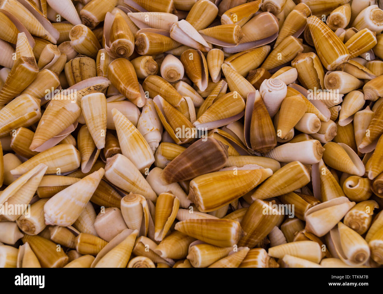 salt water sea shells Stock Photo - Alamy