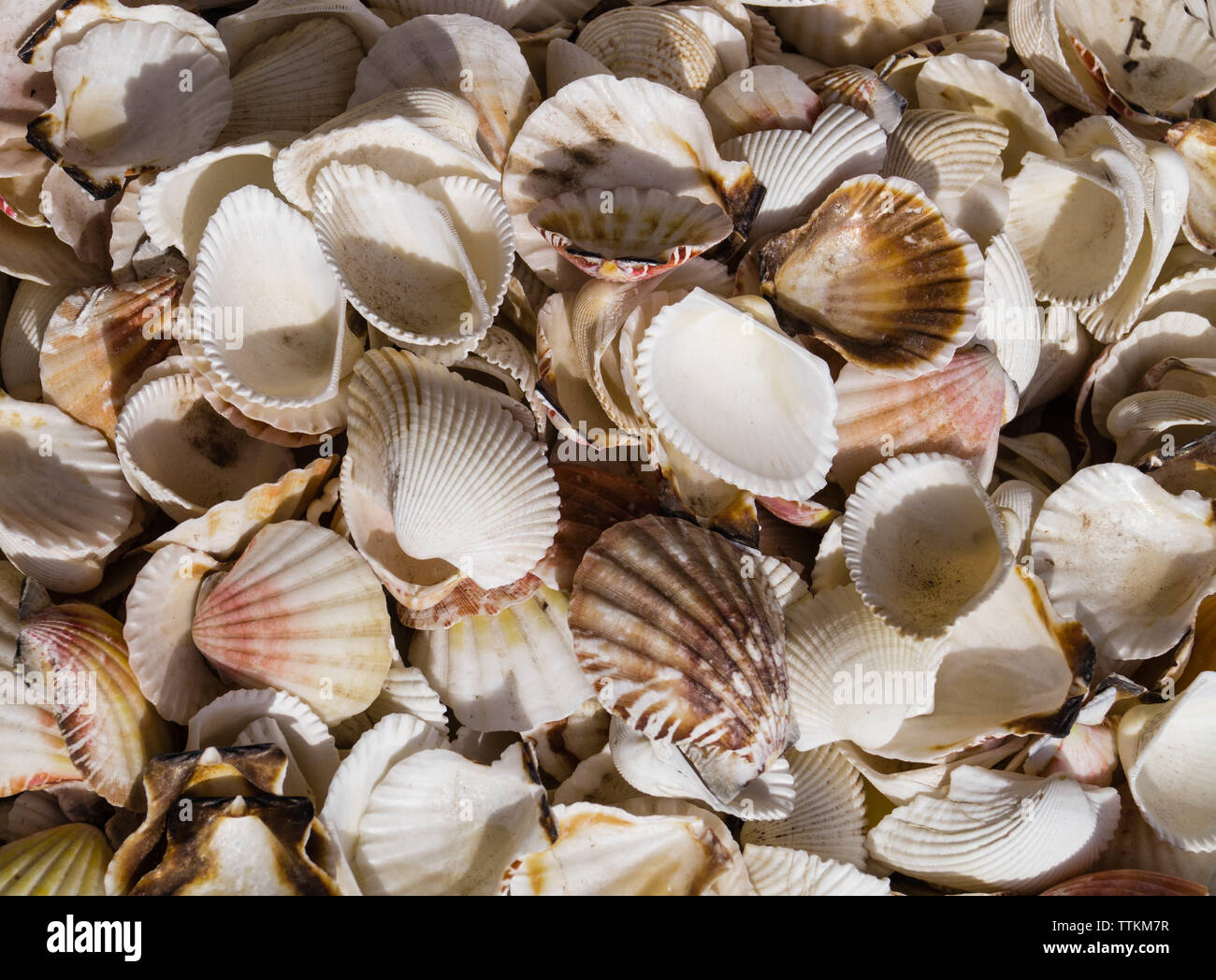 salt water sea shells Stock Photo - Alamy