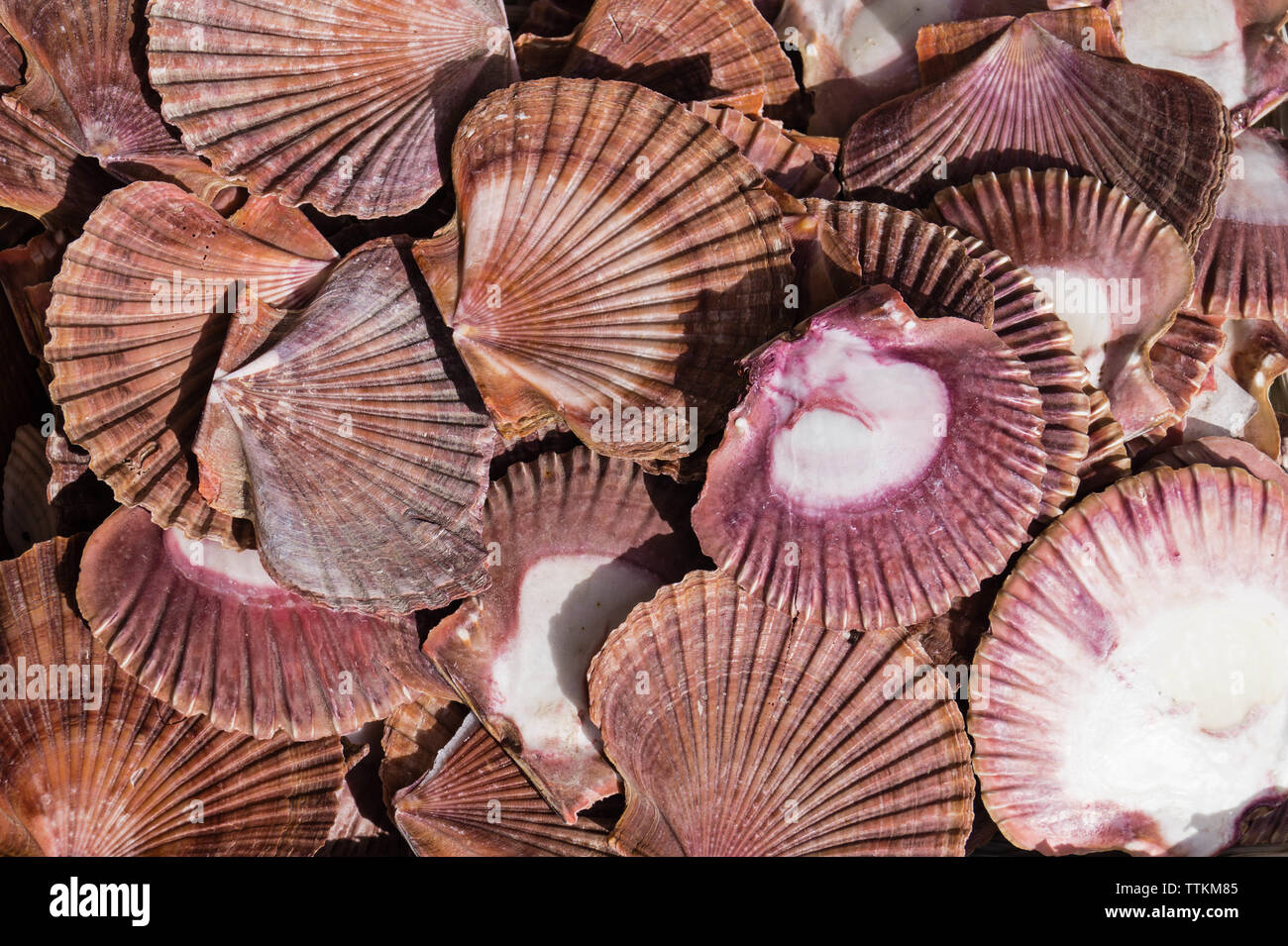 salt water sea shells Stock Photo - Alamy