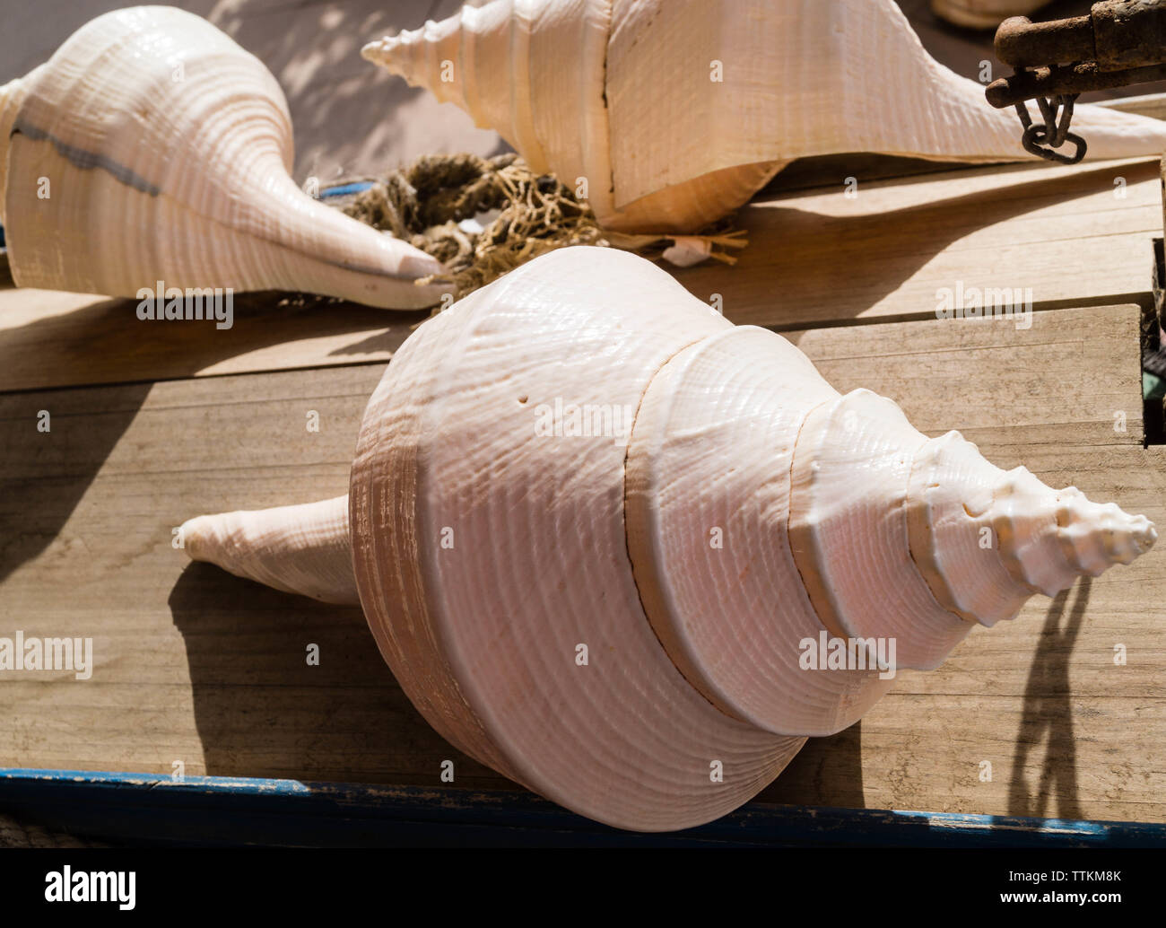 salt water sea shells Stock Photo - Alamy