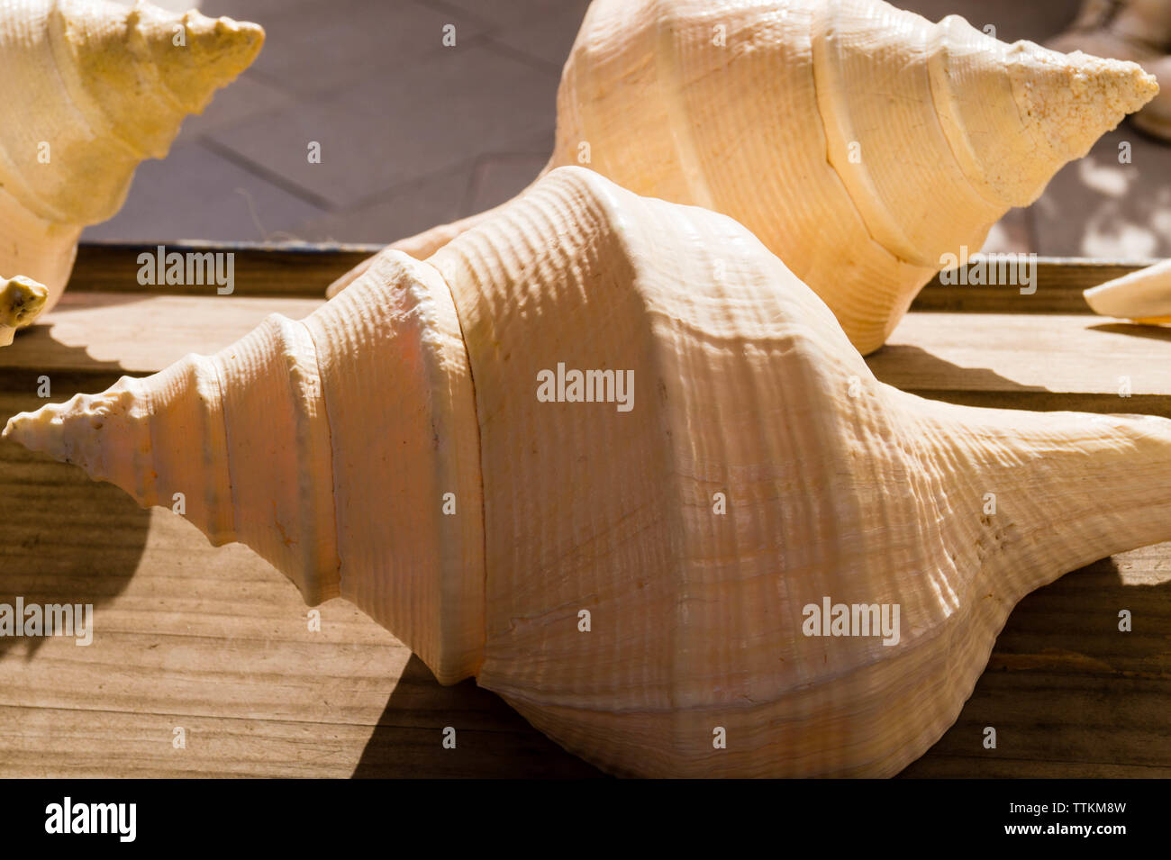salt water sea shells Stock Photo - Alamy