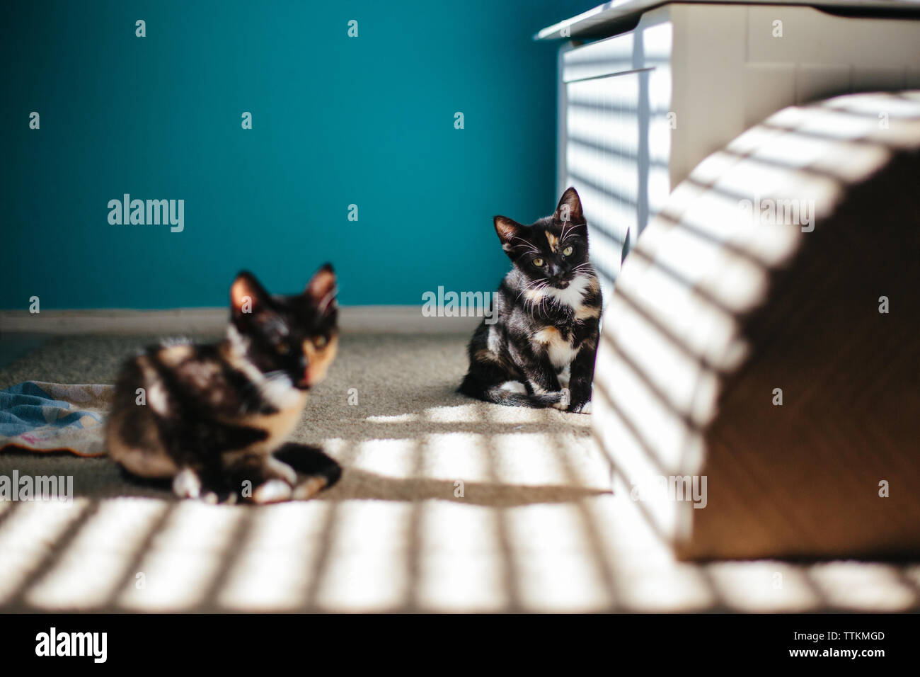 Two Tortoise kittens sitting in the sunshine from the blinds Stock ...
