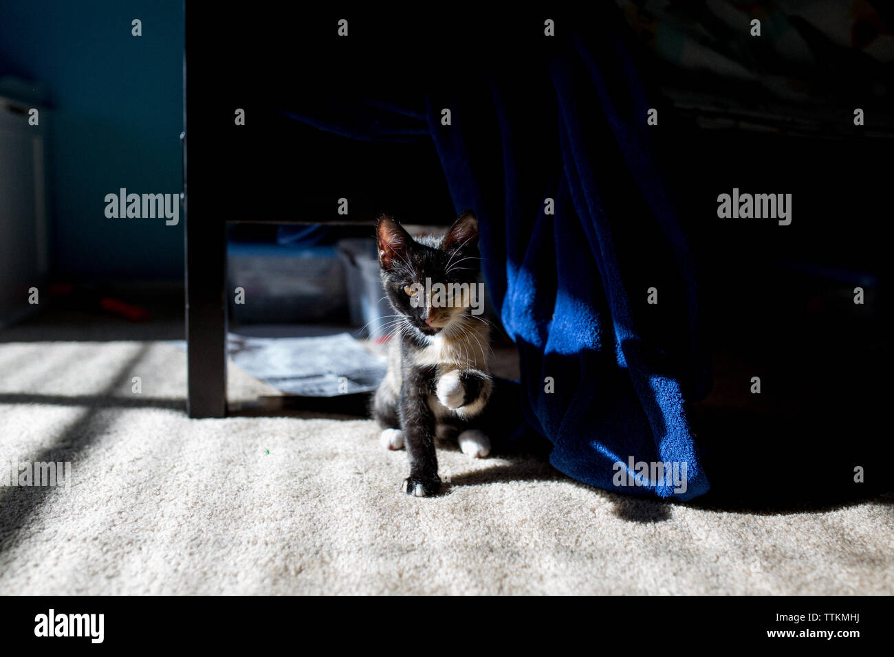 Kitten paw up hi-res stock photography and images - Alamy