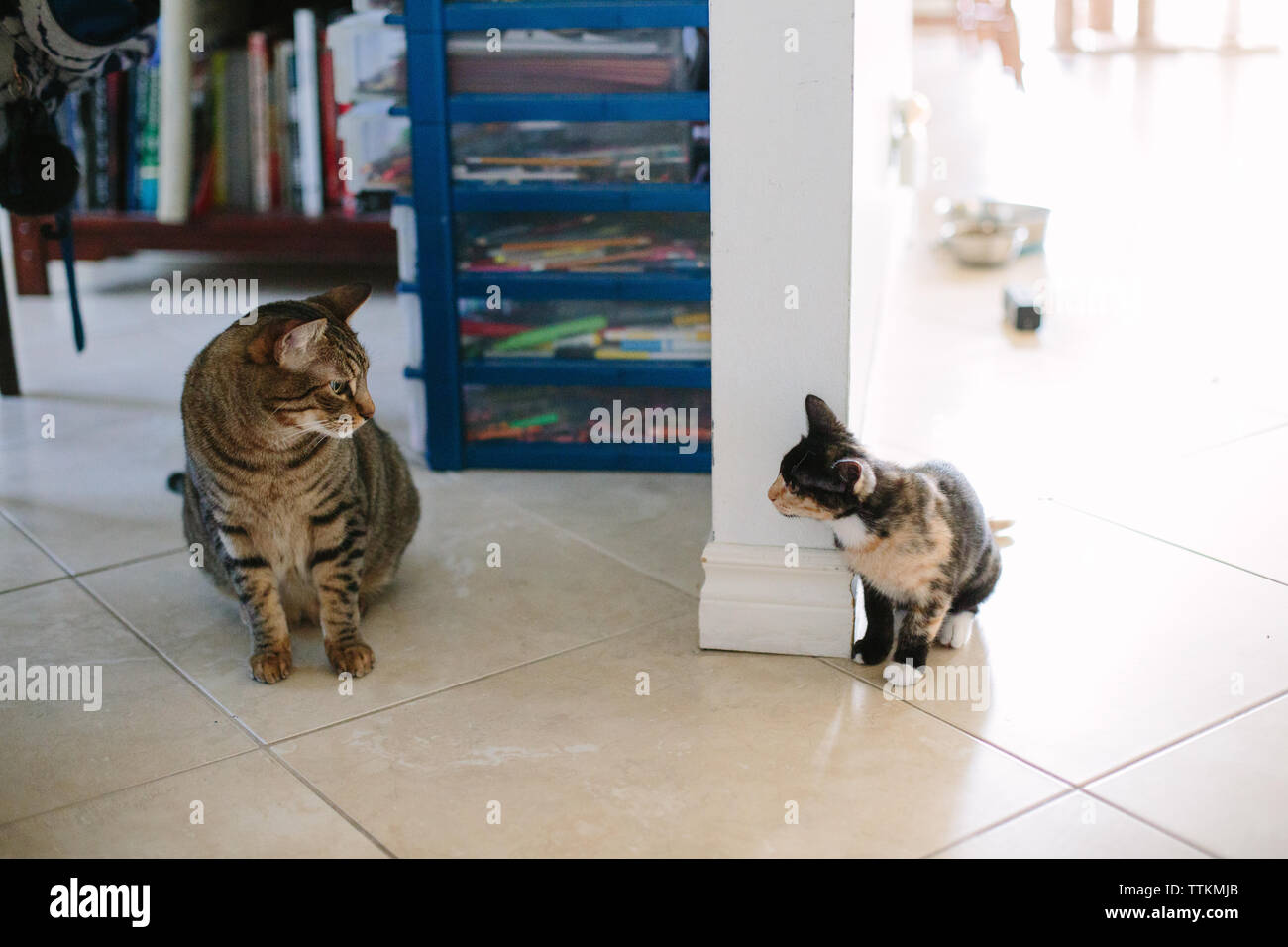 Cat looks unsure of kitten he sees around a wall Stock Photo - Alamy