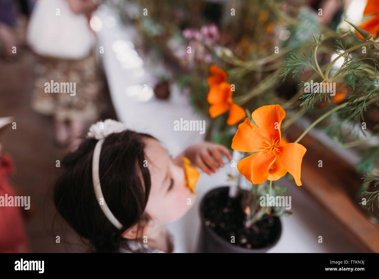 Girl holding poppy hi-res stock photography and images - Alamy