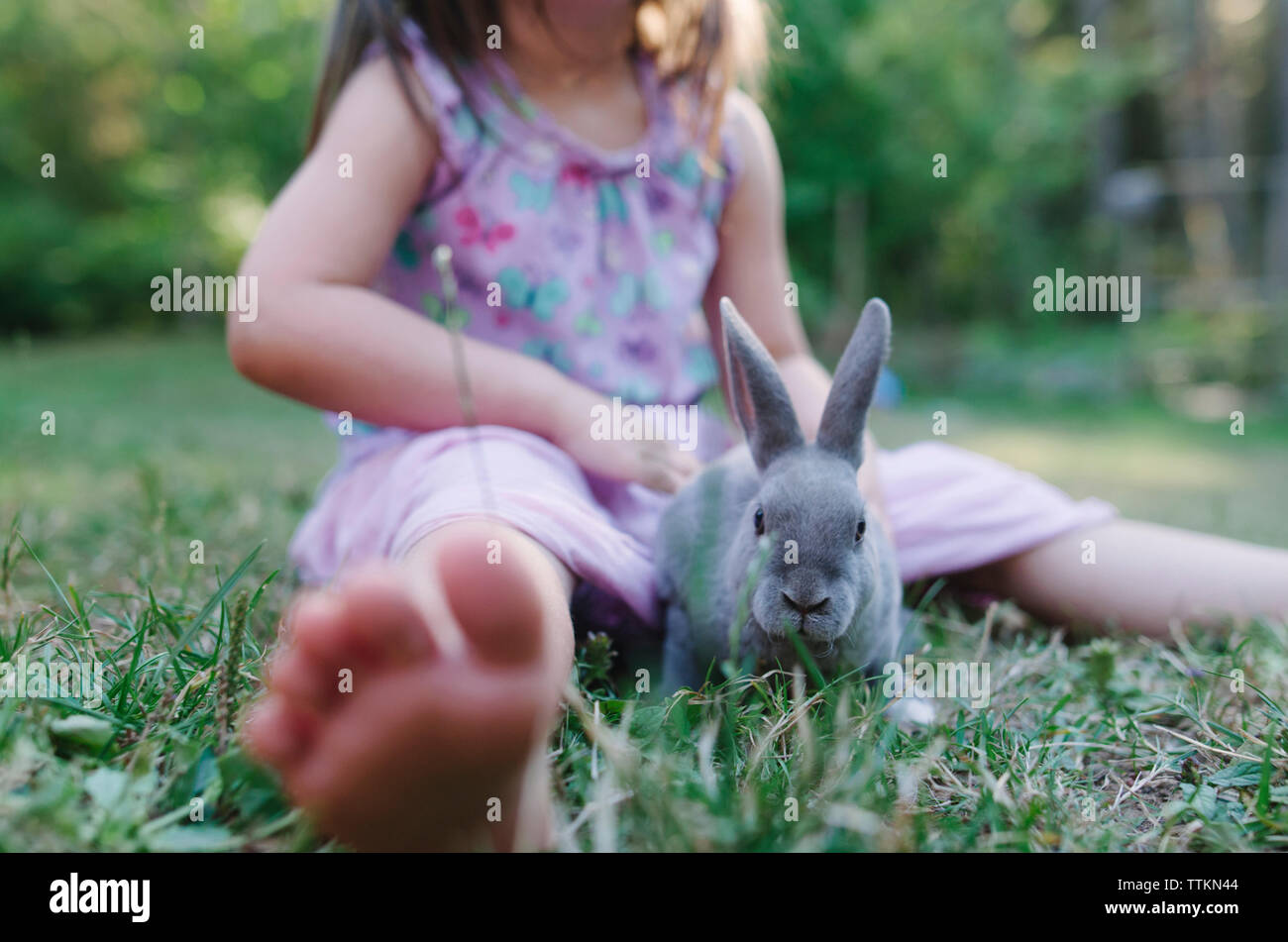One rabbit sitting on grass hi-res stock photography and images - Alamy