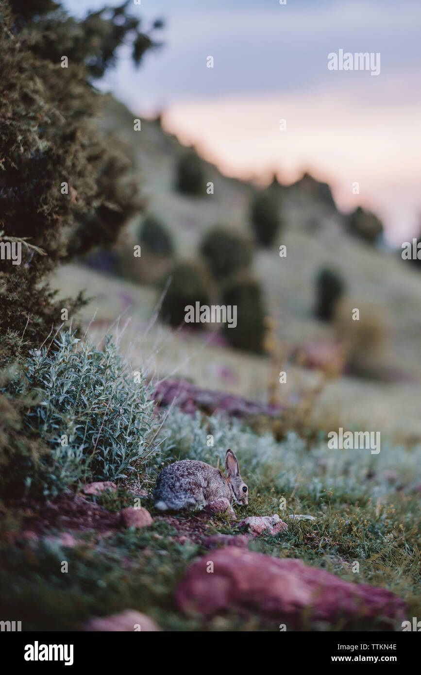 Rabbit field hi-res stock photography and images - Alamy