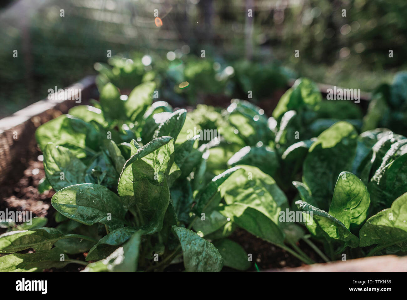 Growing spinach spinach hi-res stock photography and images - Alamy