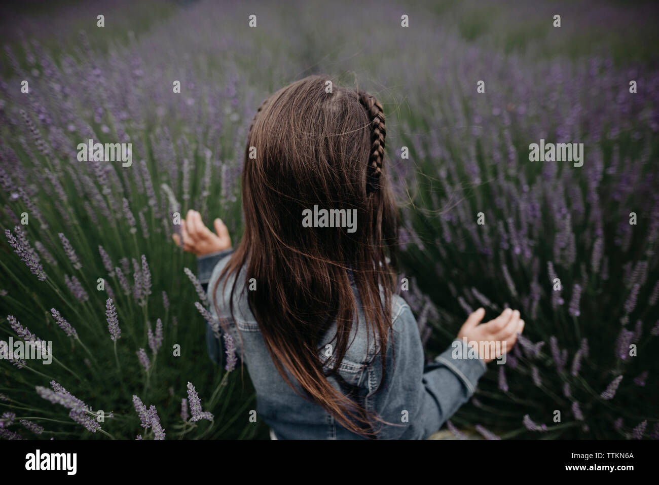 Rear view of girl amidst lavender field Stock Photo - Alamy