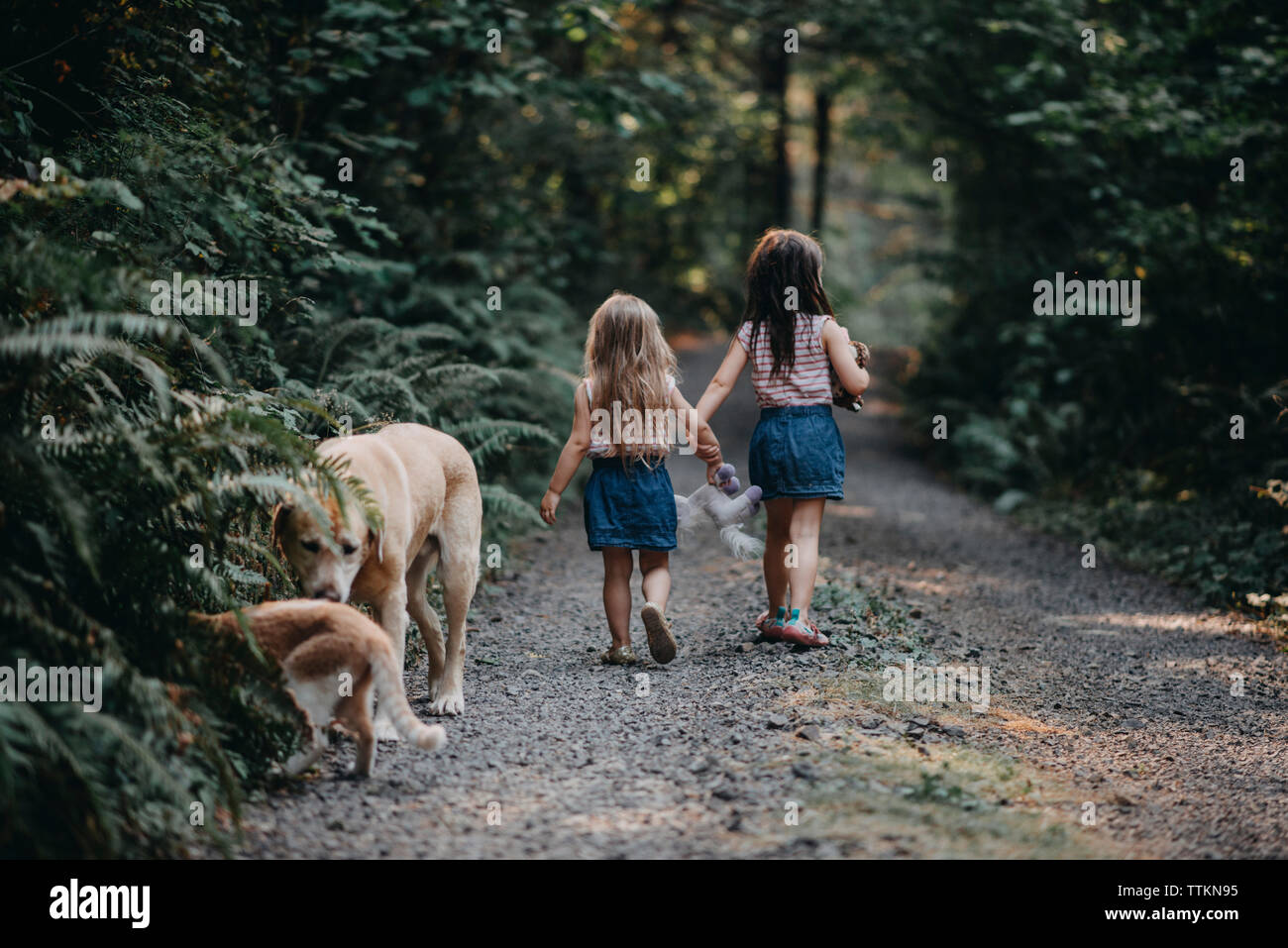 Rear View Of Sisters Holding Hands While Walking Amidst Forest Stock