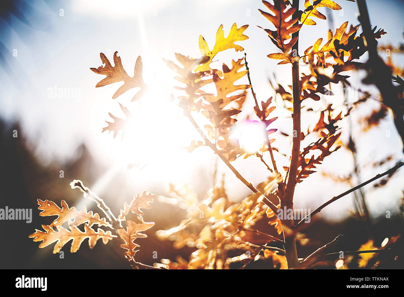 Sunlight plant hi-res stock photography and images - Alamy
