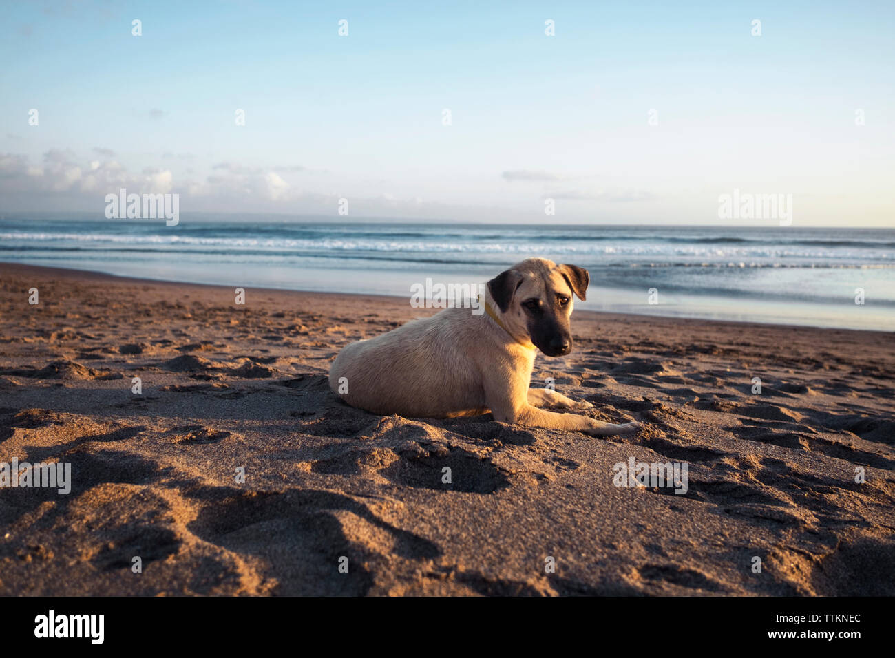 Dog beach waves water hi-res stock photography and images - Alamy
