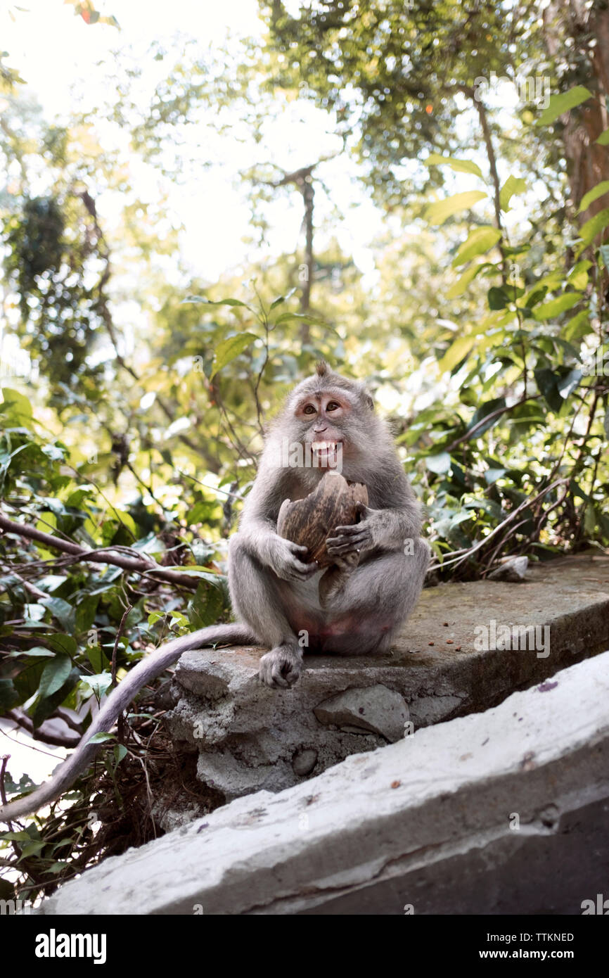 Monkey holding food and sitting on retaining wall against plants Stock ...