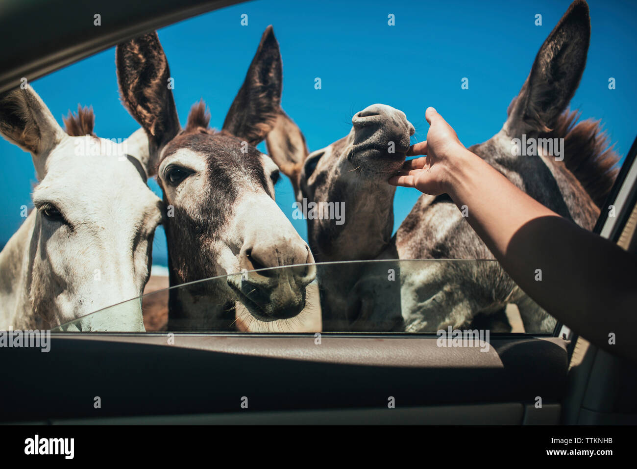 Caressing hand hi-res stock photography and images - Alamy