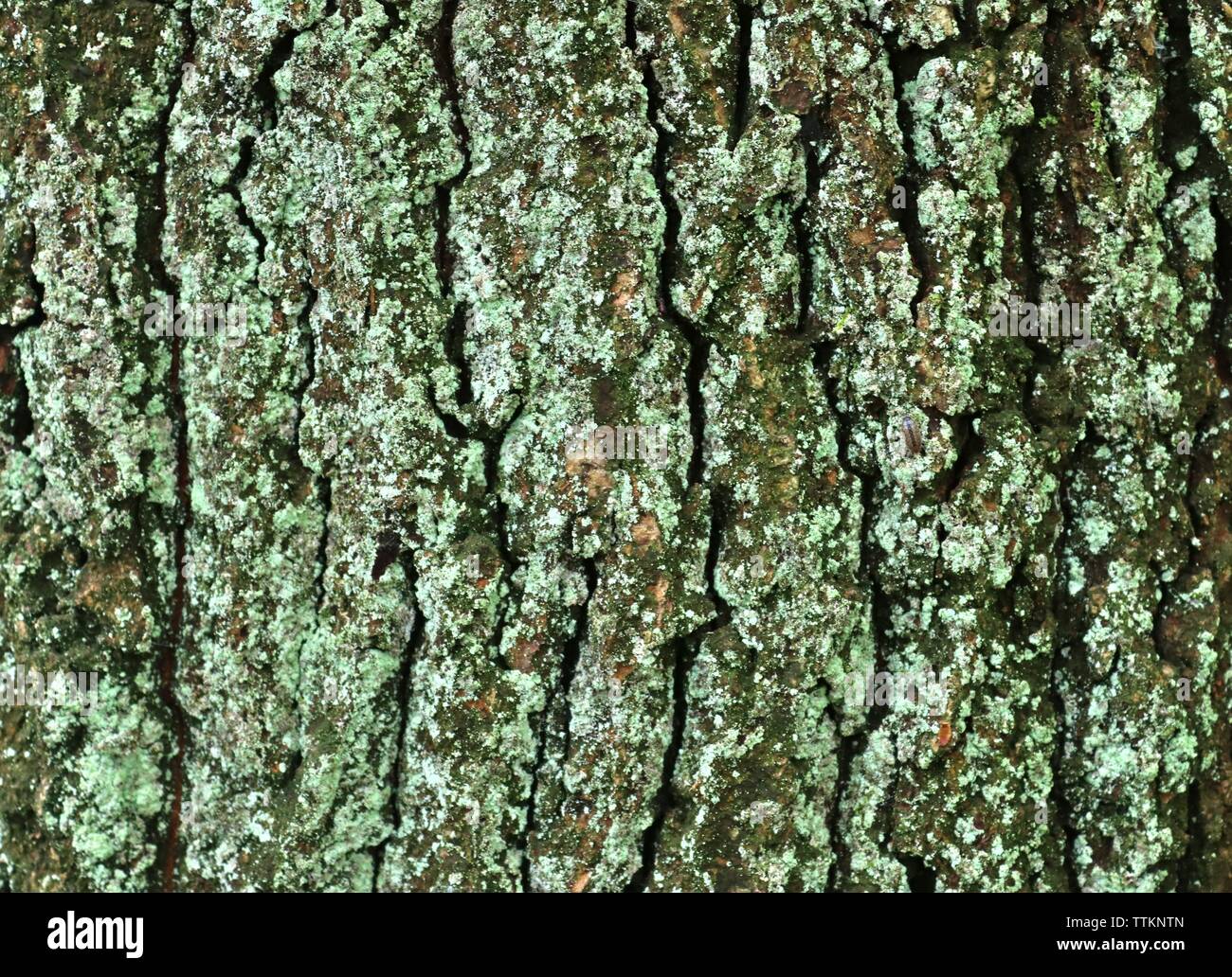 Close up view on beautifully detailed tree bark of oaks and other trees ...