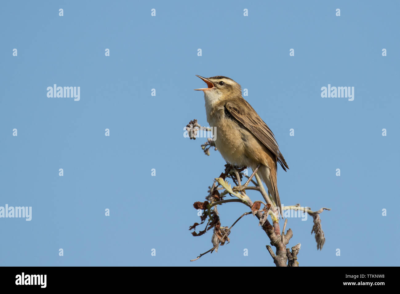 Sedge warbler singing hi-res stock photography and images - Alamy