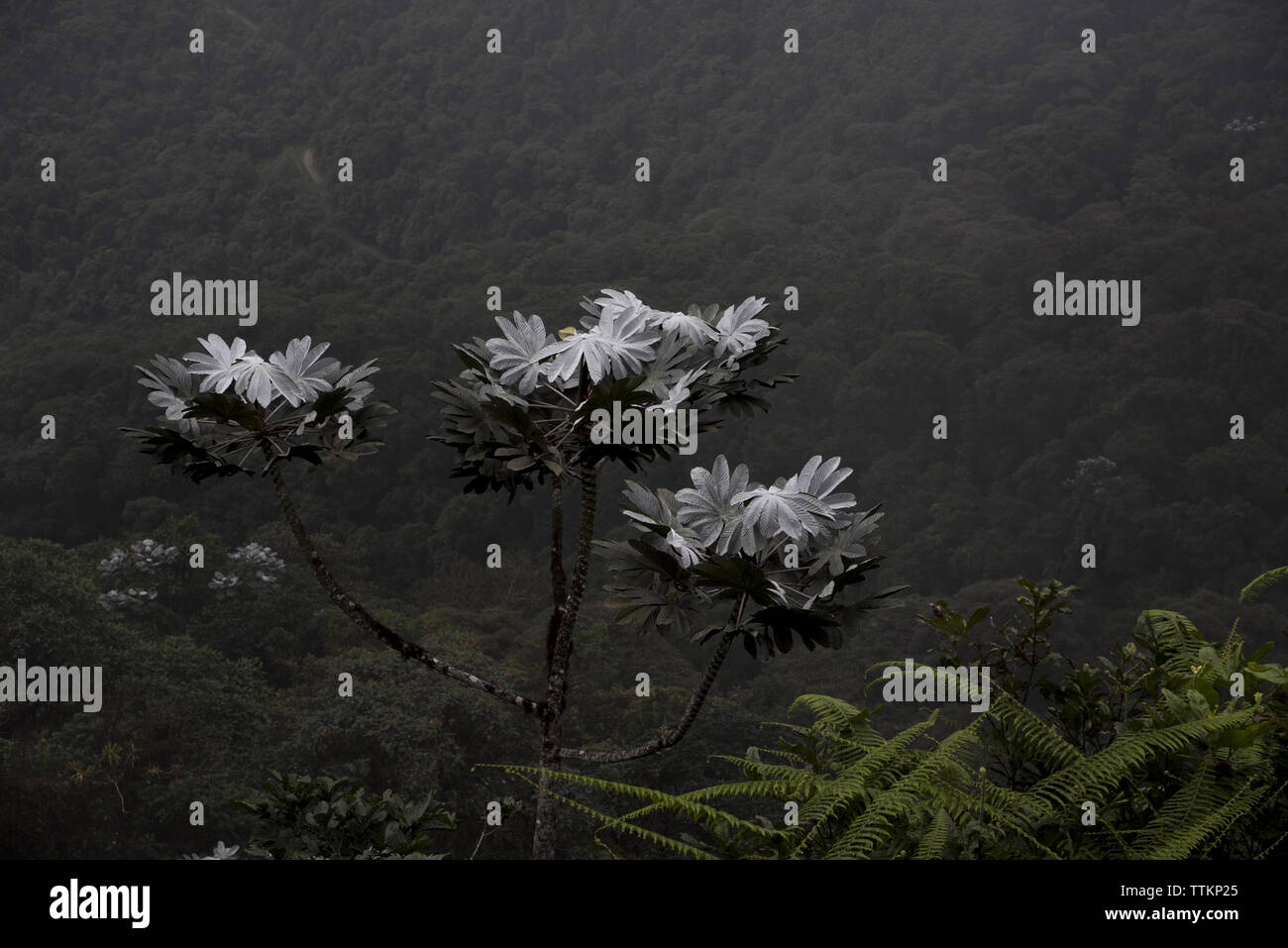 Dense rainforest andes hi-res stock photography and images - Alamy