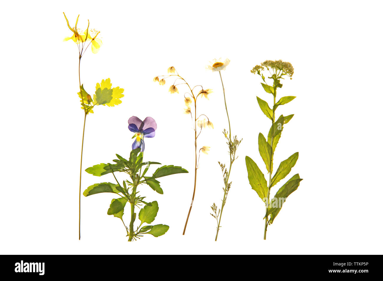 Beautiful dried flowers isolated on white Stock Photo - Alamy