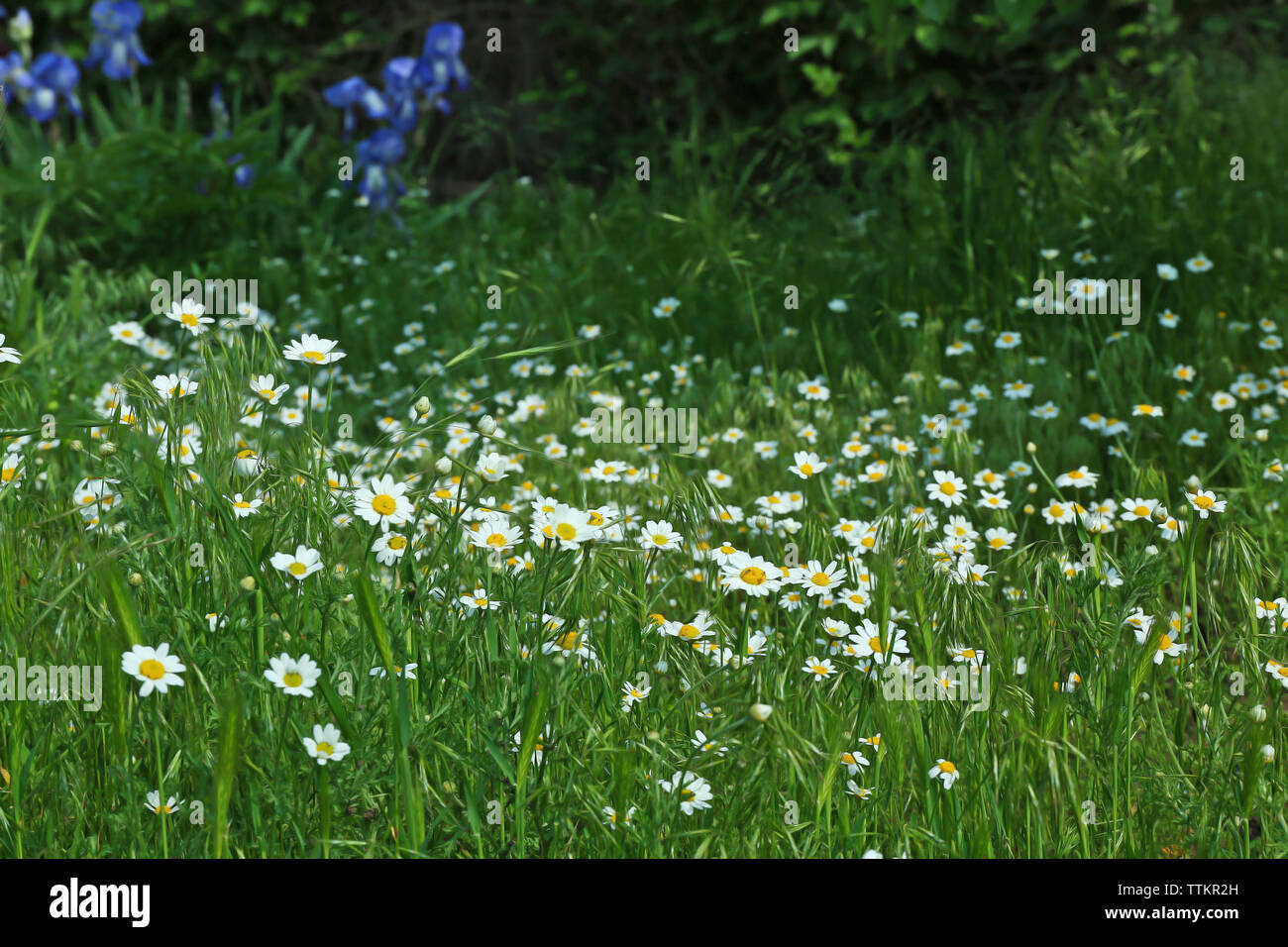 Beautiful daisy field Stock Photo - Alamy
