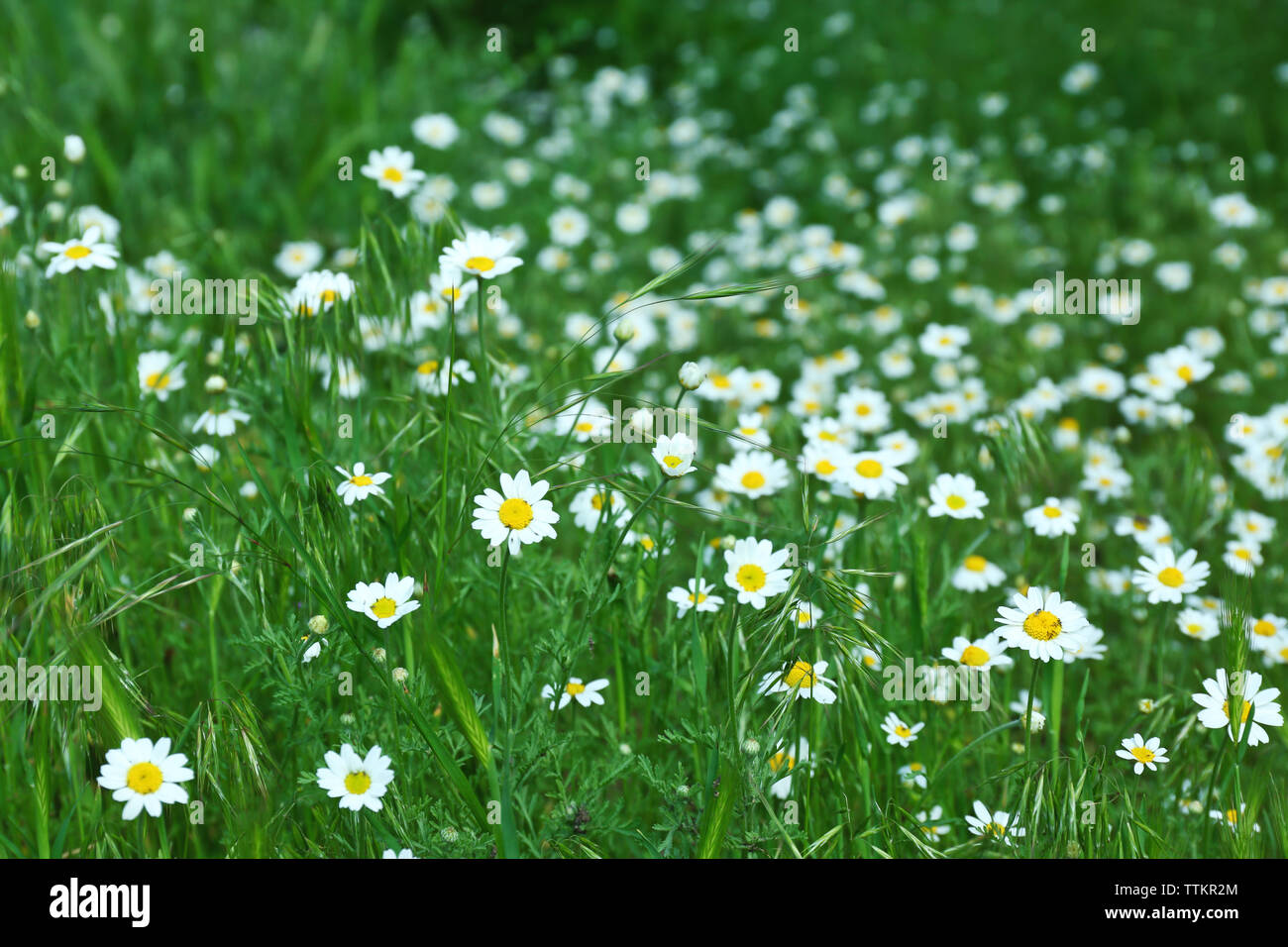 Beautiful daisy field Stock Photo - Alamy