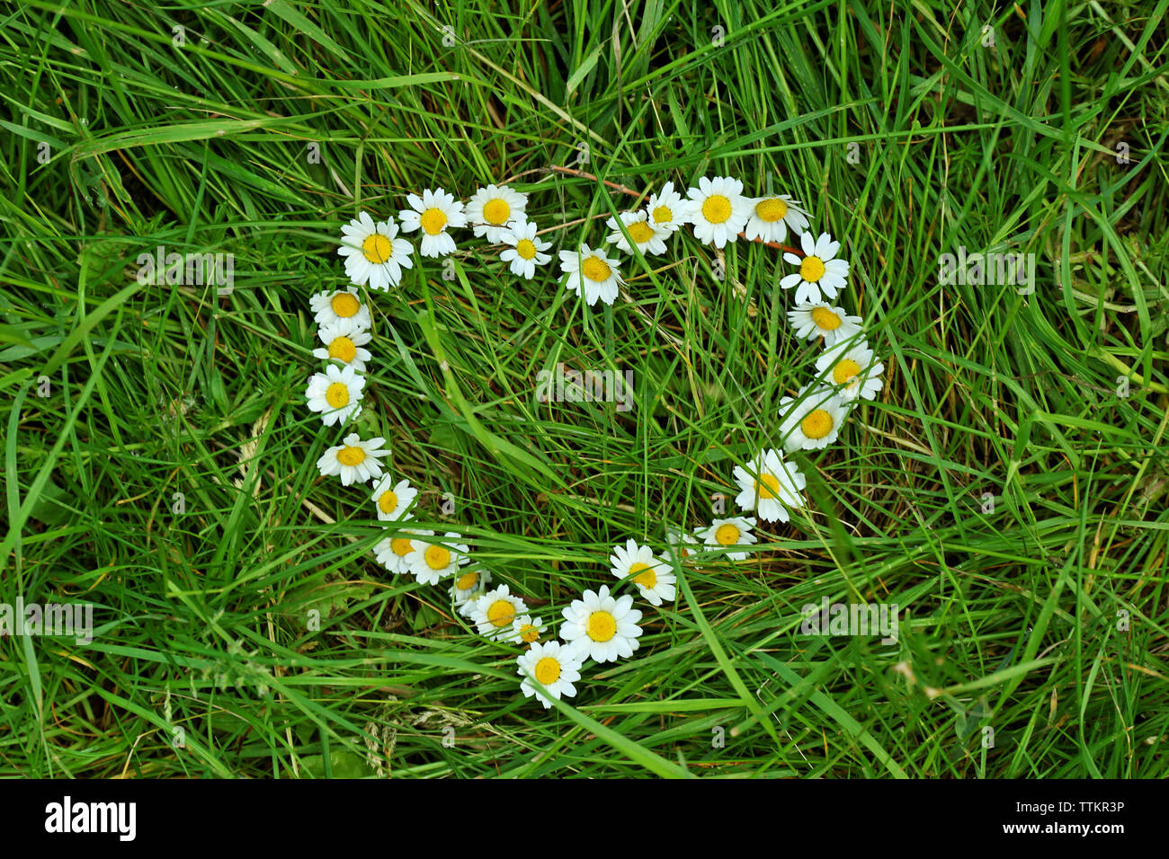 Beautiful daisy wreath in a heart shape on a green field Stock Photo ...