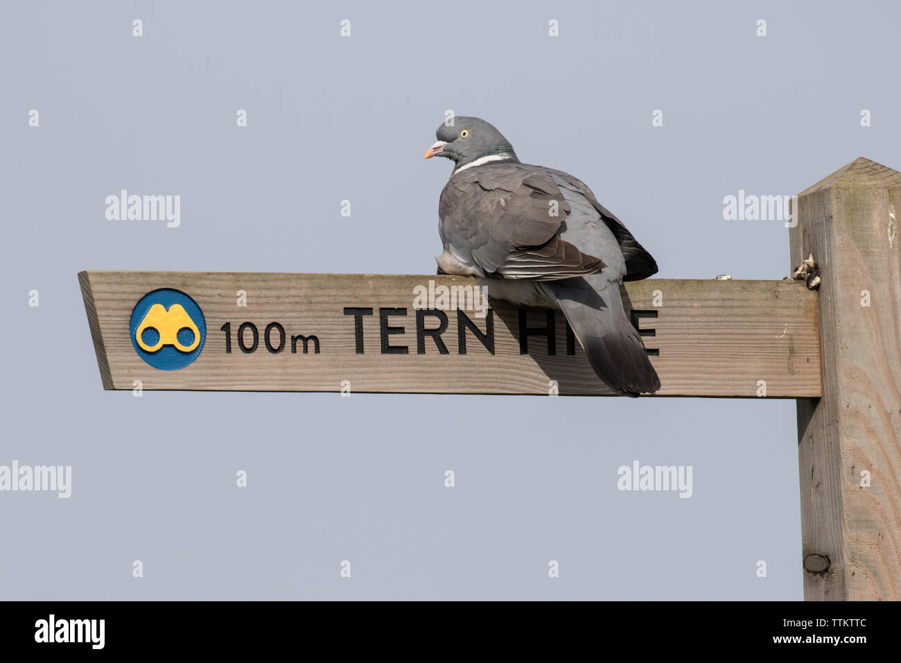 Wood pigeon perching on sign Stock Photo - Alamy