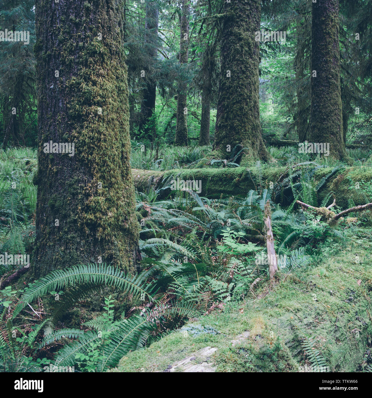 Rainforest trees growing hi-res stock photography and images - Alamy