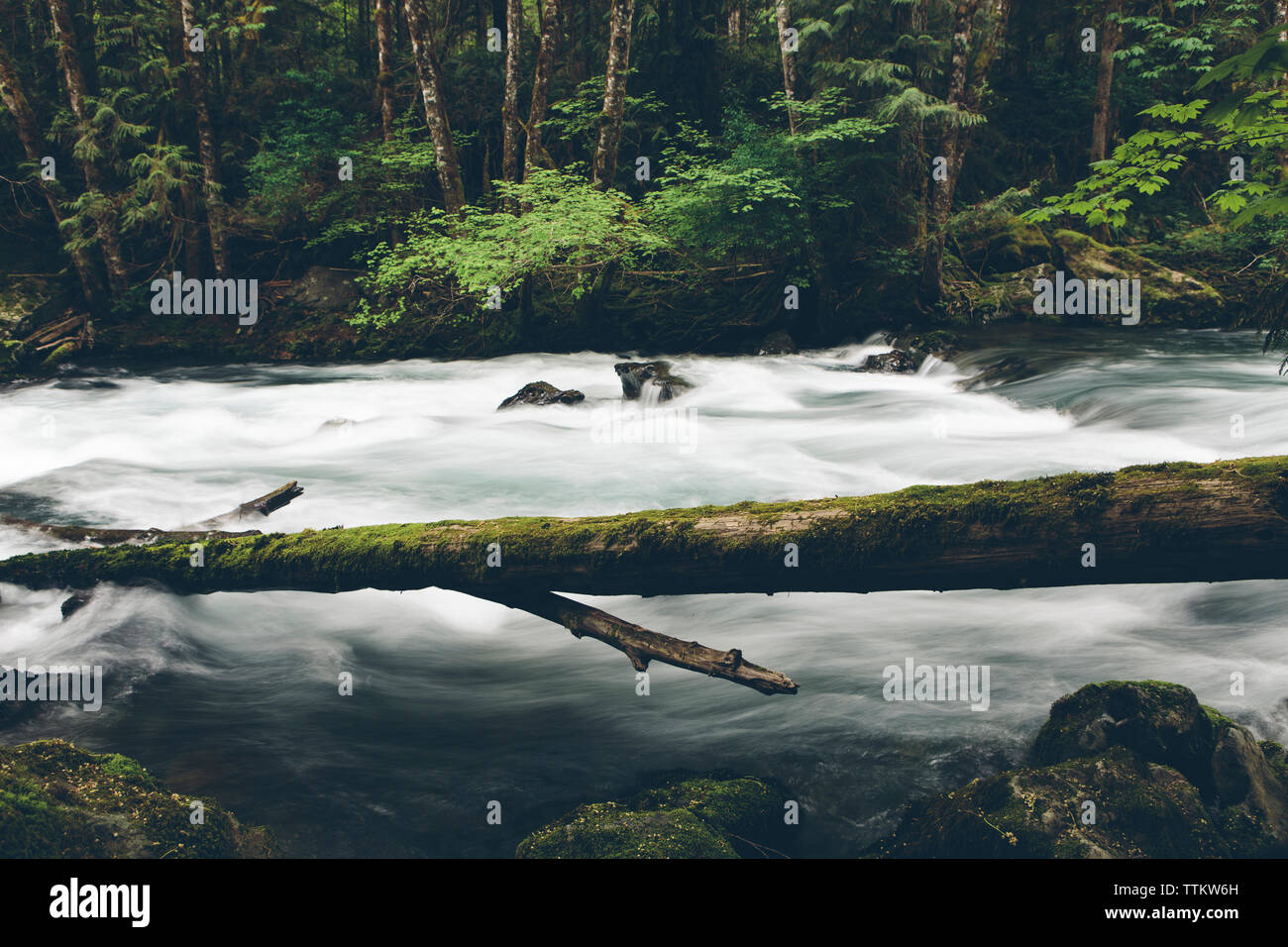 Sol Duc River flowing in forest at Olympic National Park Stock Photo ...