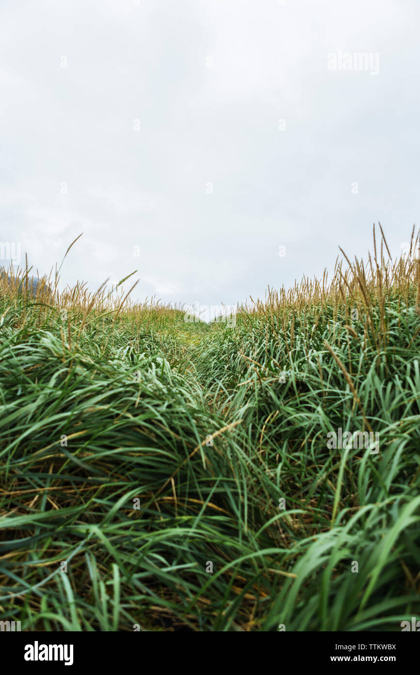 Grasses growing hi-res stock photography and images - Alamy