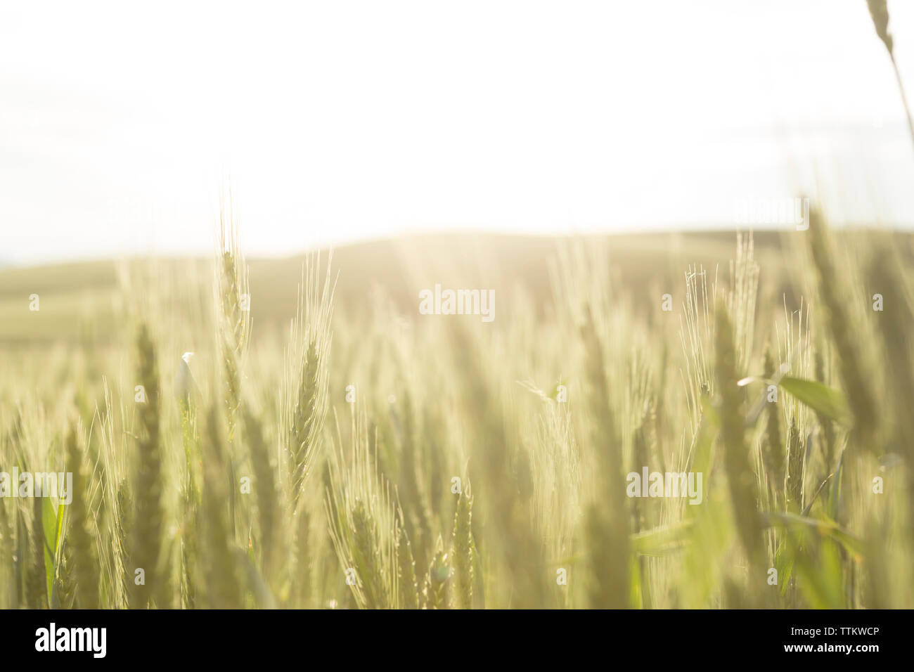 Sunny crops hi-res stock photography and images - Alamy
