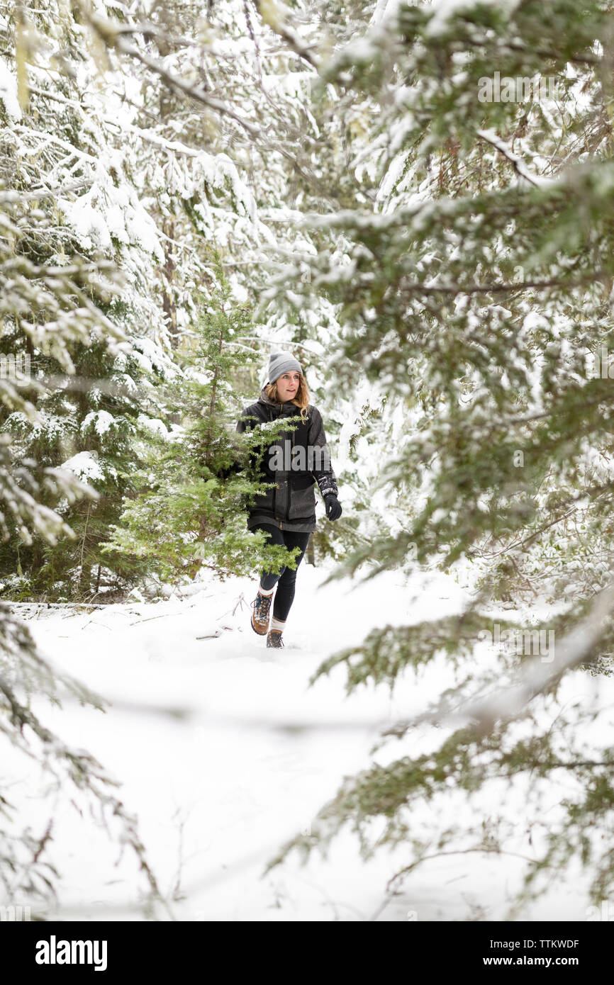 Woman carrying freshly cut tree Stock Photo - Alamy