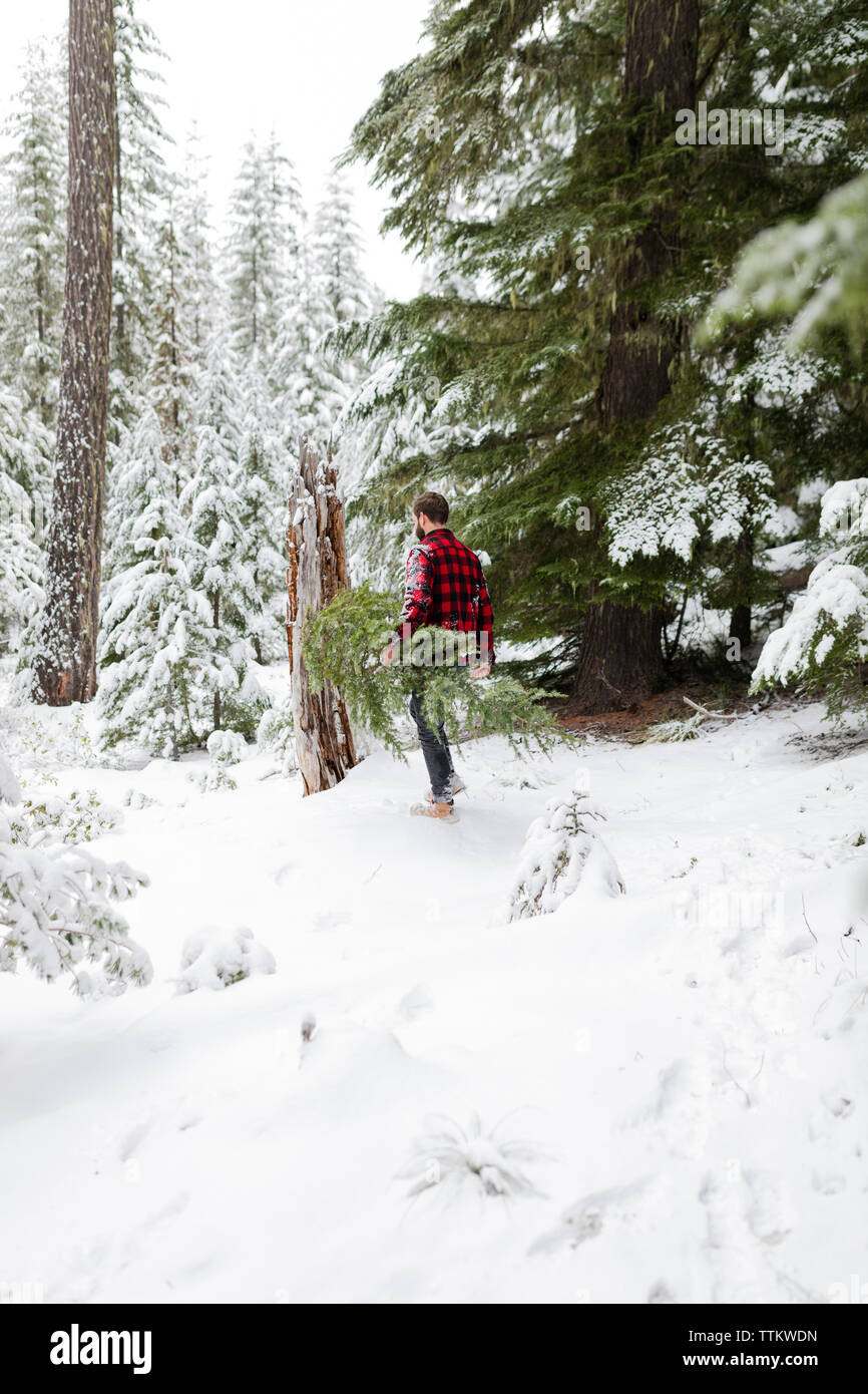 Man walking through forest carrying fresh tree Stock Photo - Alamy