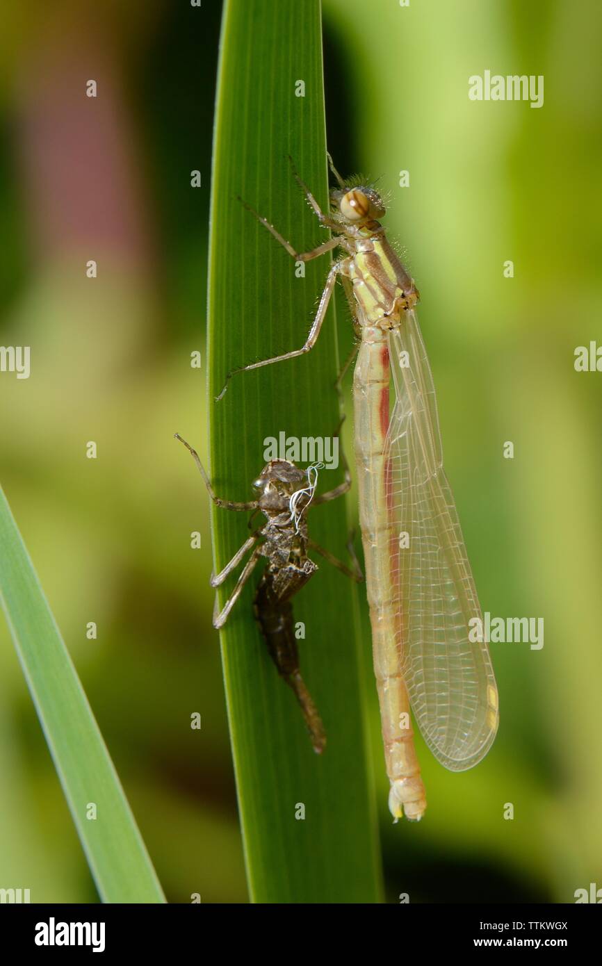 Aquatic nymphal hi-res stock photography and images - Alamy