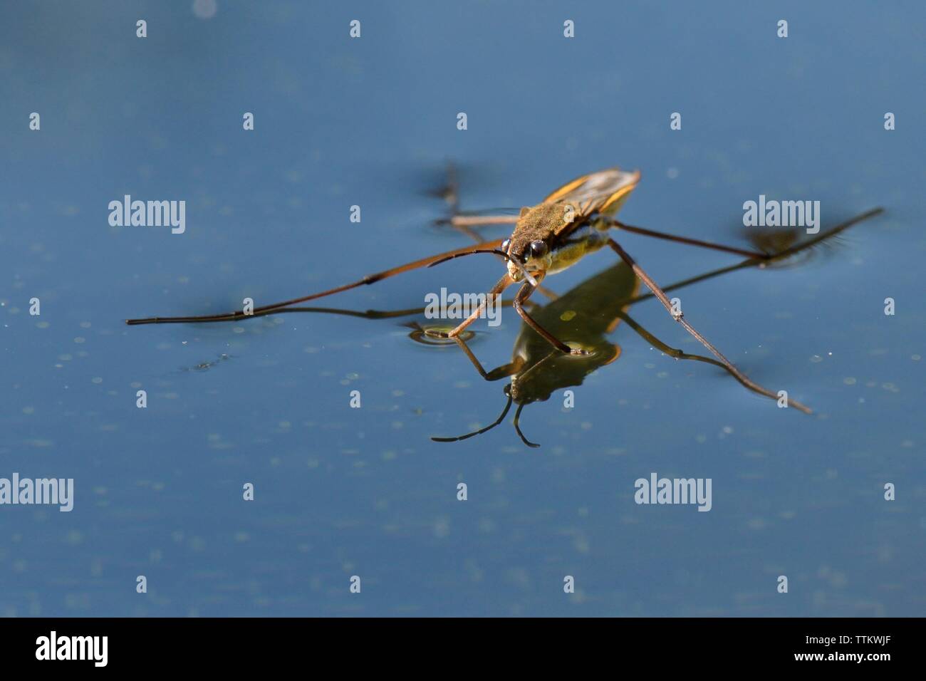 Common pond skater / Water strider (Gerris lacustris) standing on the ...